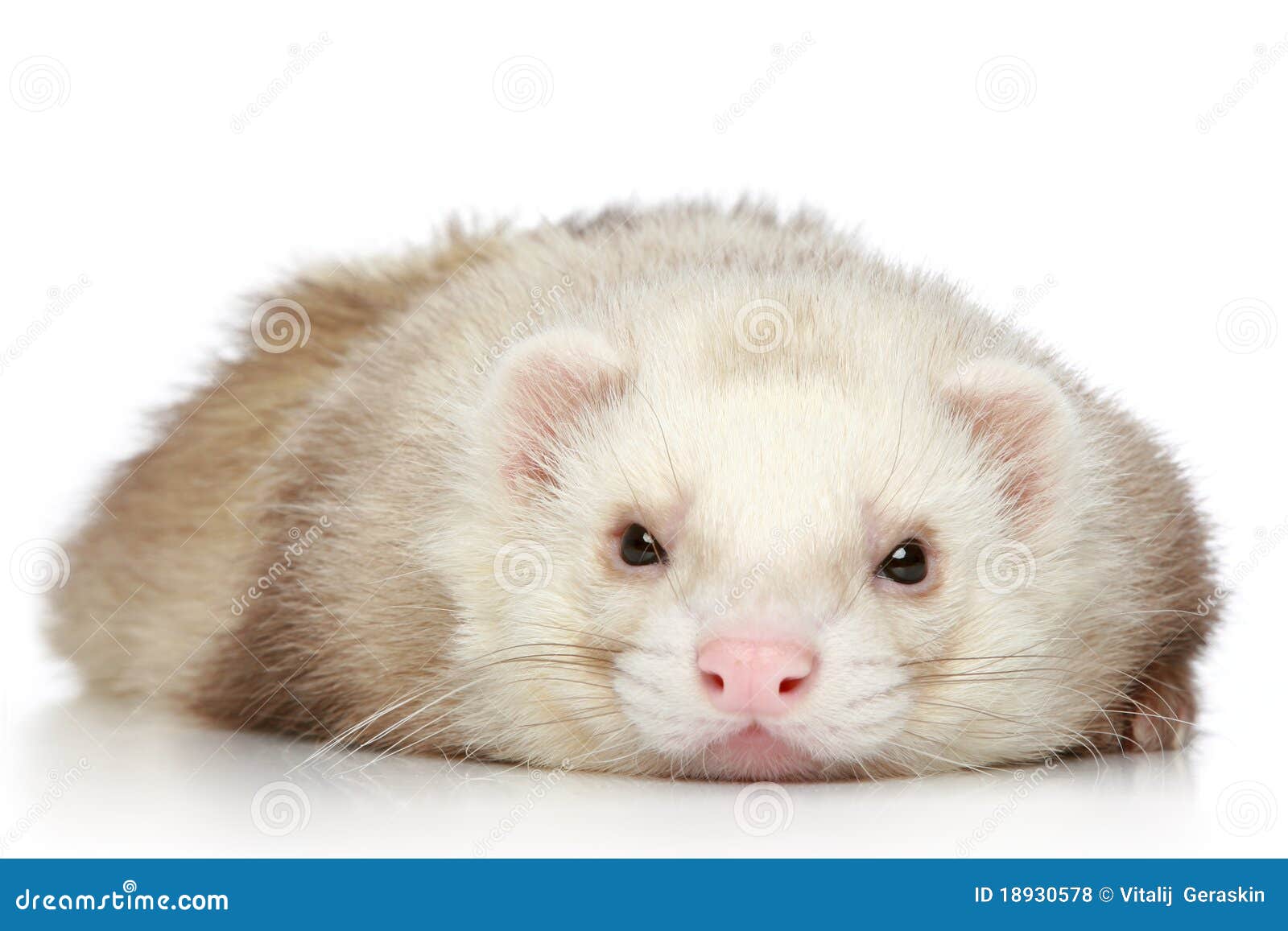 Frettchen Auf Einem Weißen Hintergrund Stockfoto - Bild von fitch ...