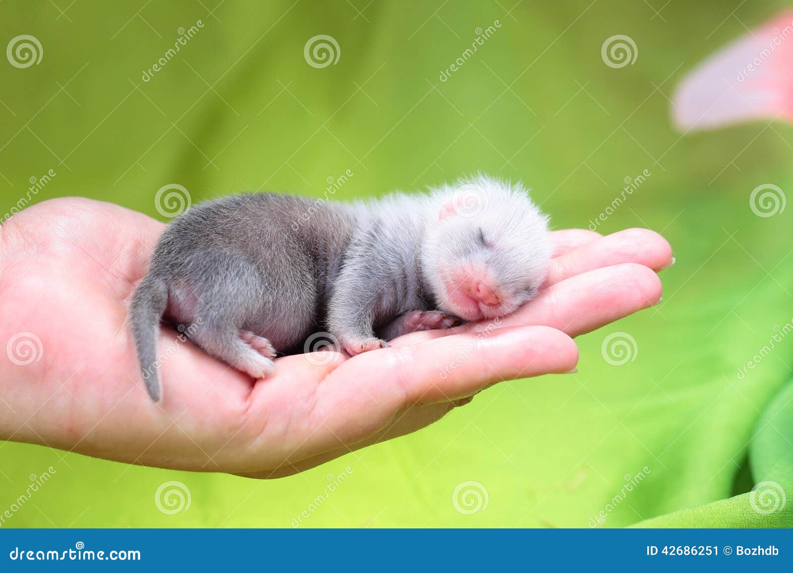 Frettchenbaby in Den Menschlichen Händen Stockbild - Bild von tragen ...