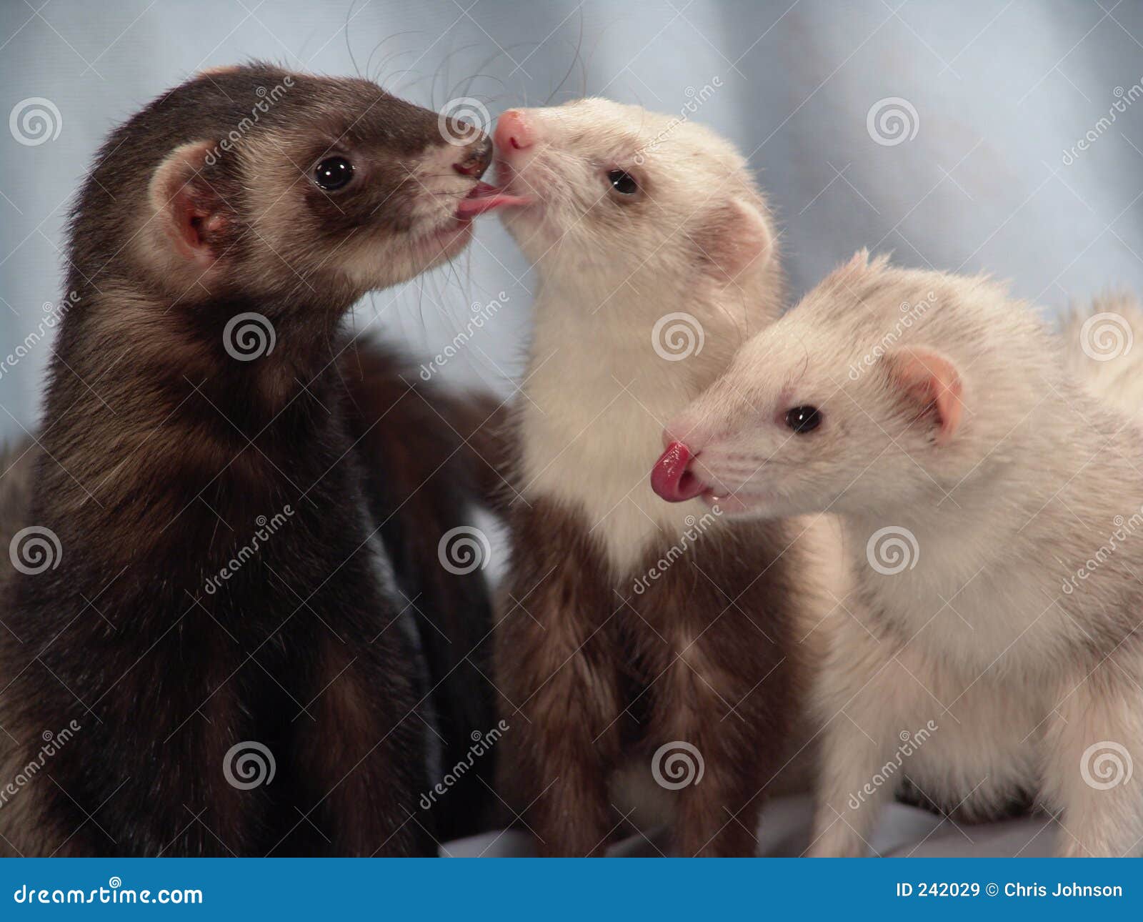 Fretten Royalty-vrije Stock Afbeeldingen - Beeld: 242029