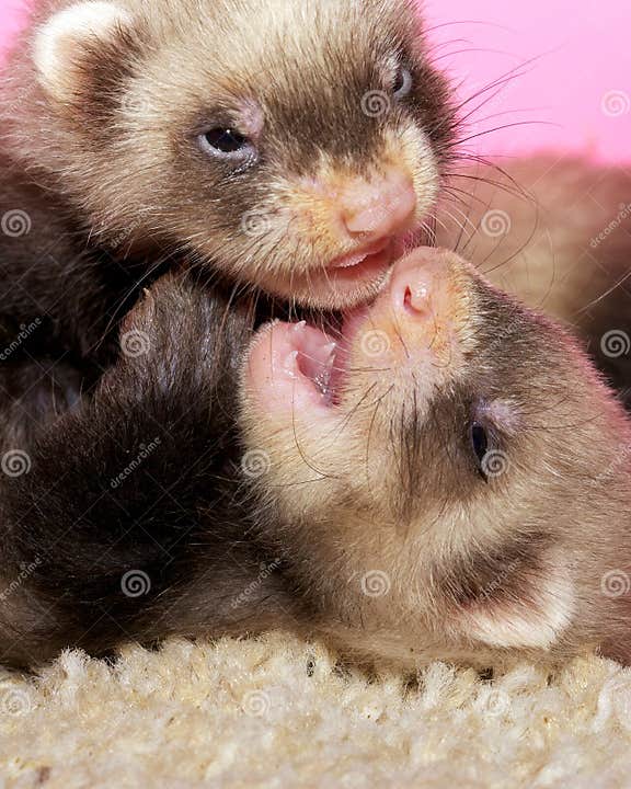 Fretten stock afbeelding. Image of fretten, tanden, jong - 33103115