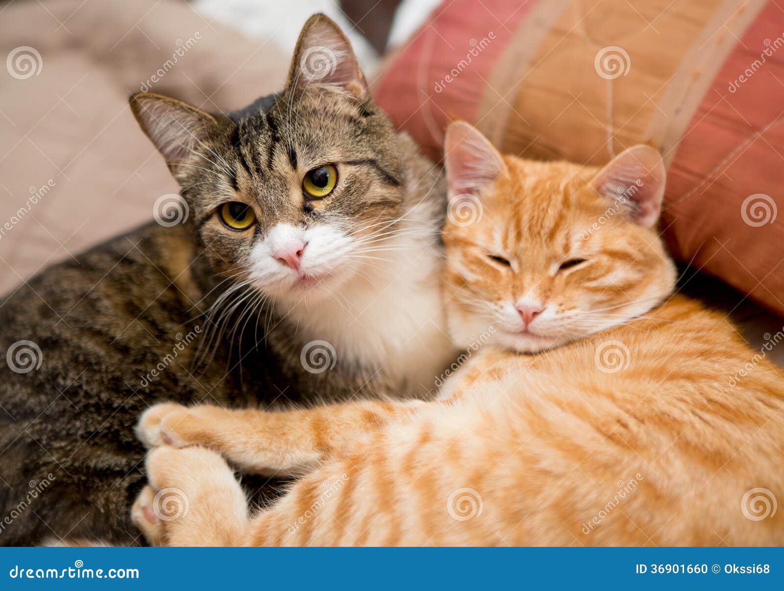 Freundschaft Der Zwei Katzen Stockfoto - Bild von pelz, entspannung ...