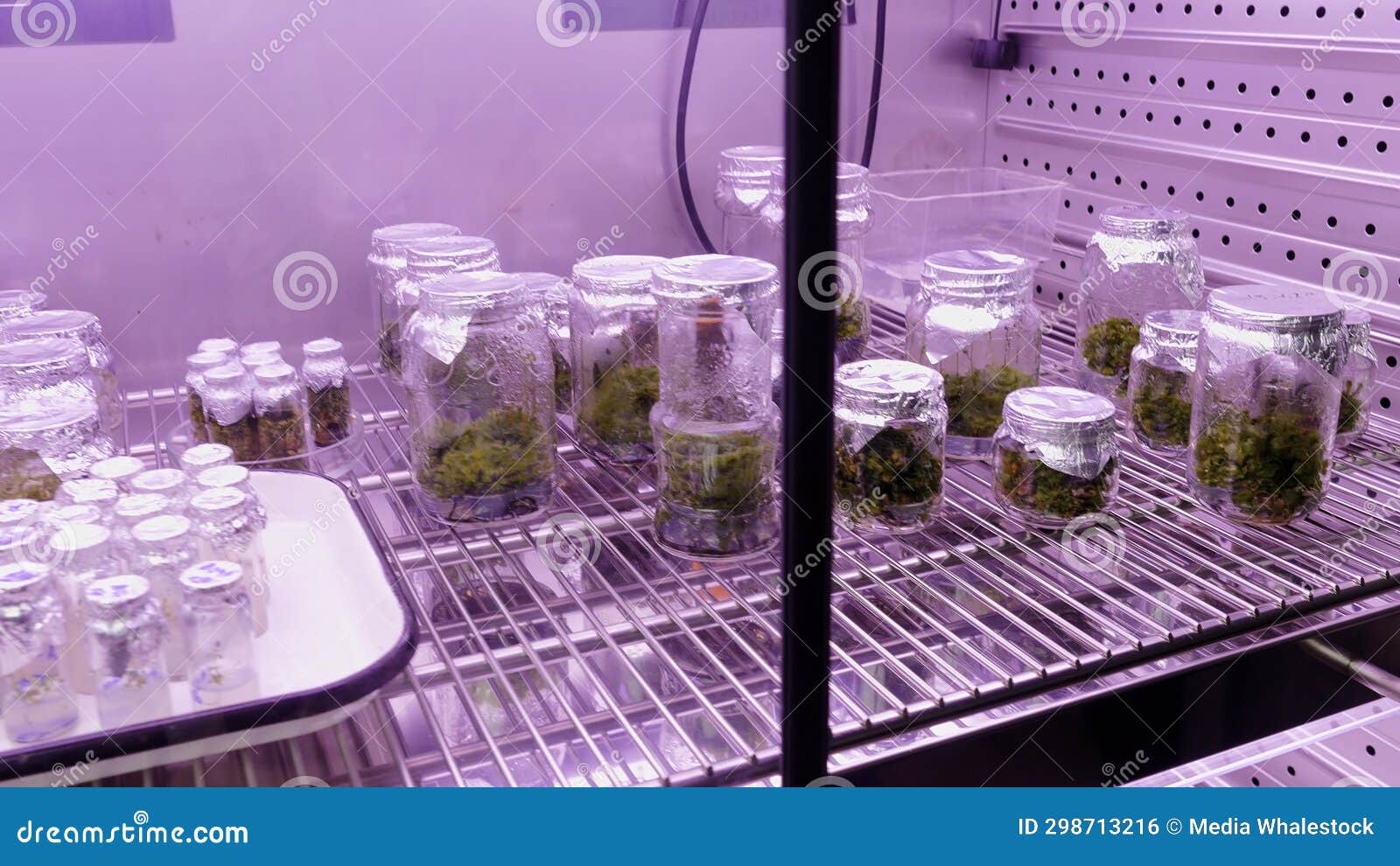 Fridge at the Laboratory with Empty Flasks and Green Plants. Stock ...