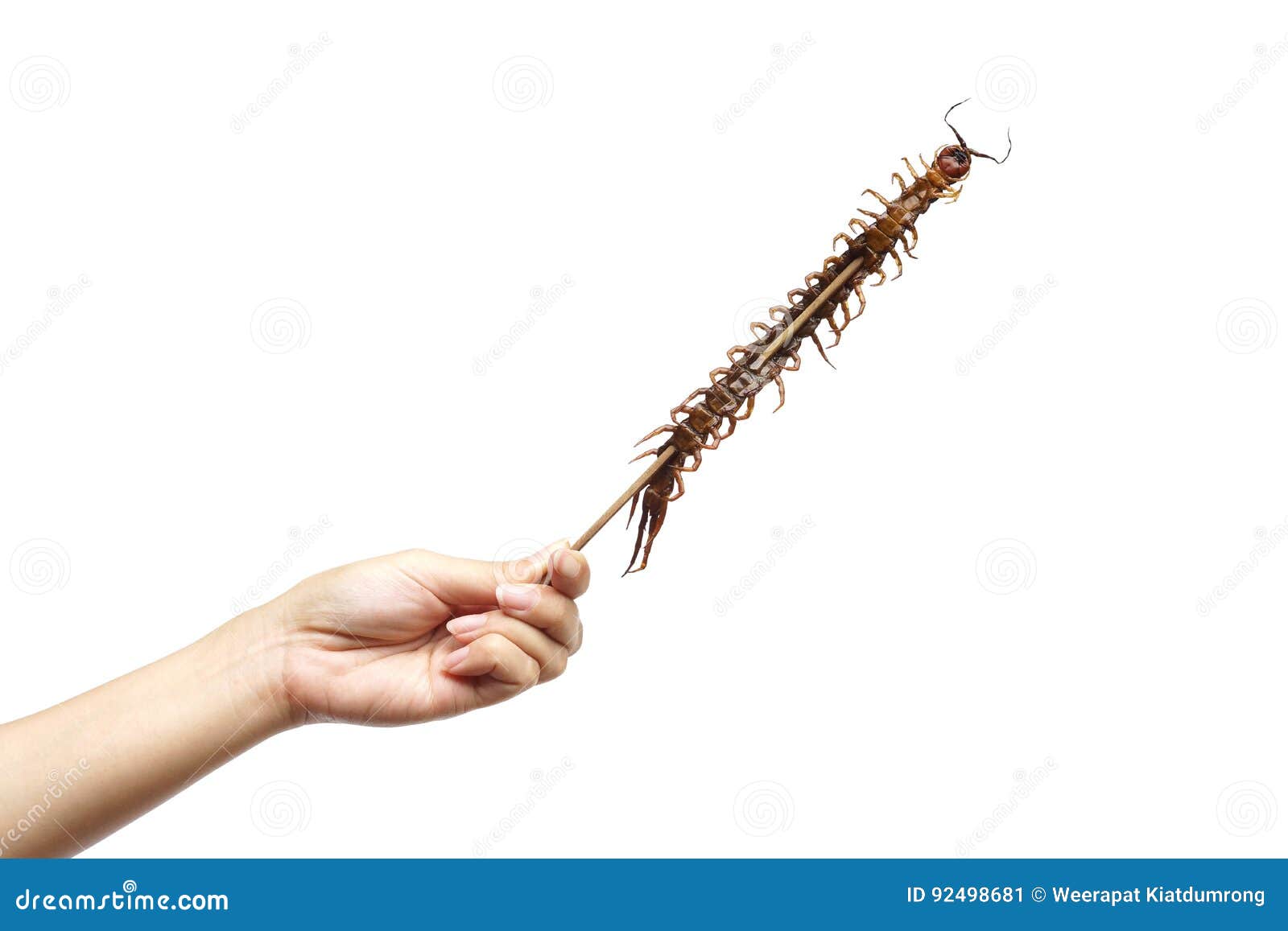 Fried centipede stock image. Image of macro, eating, centipedes - 92498681