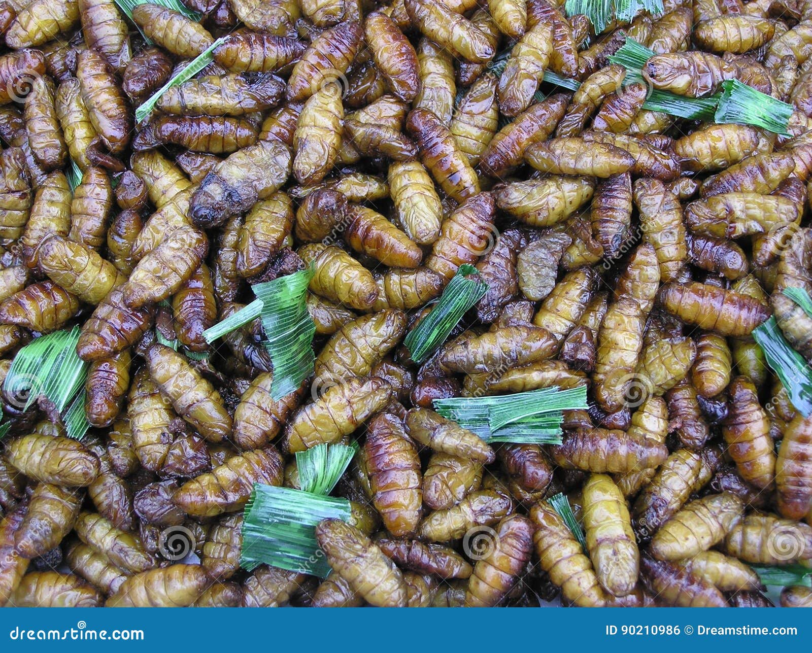 Fried chrysalis stock photo. Image of biology, brown - 90210986