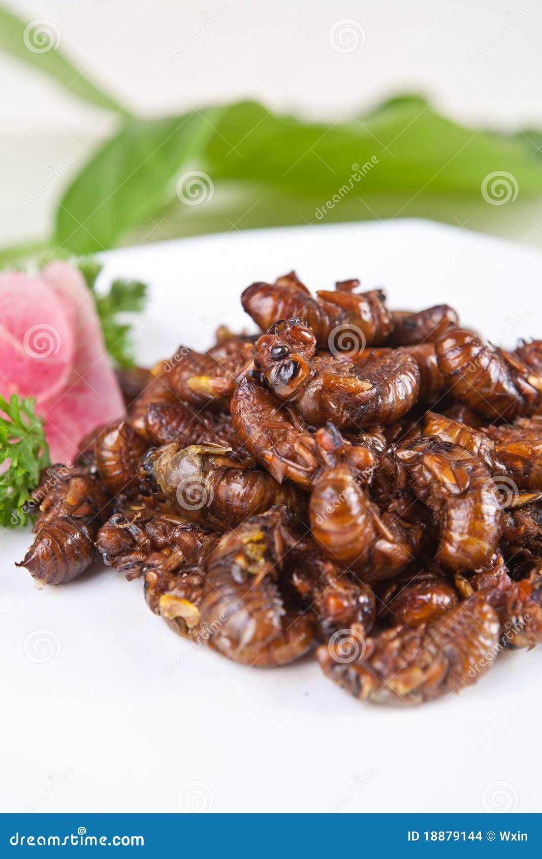 Fried cicada stock photo. Image of cicada, yummy, exotic - 18879144
