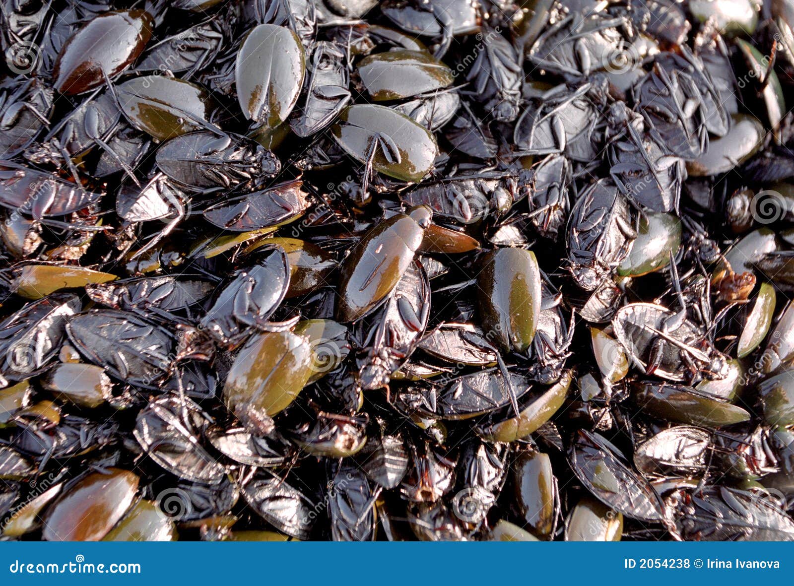 Fried cockroaches stock photo. Image of bugs, nutrition - 2054238