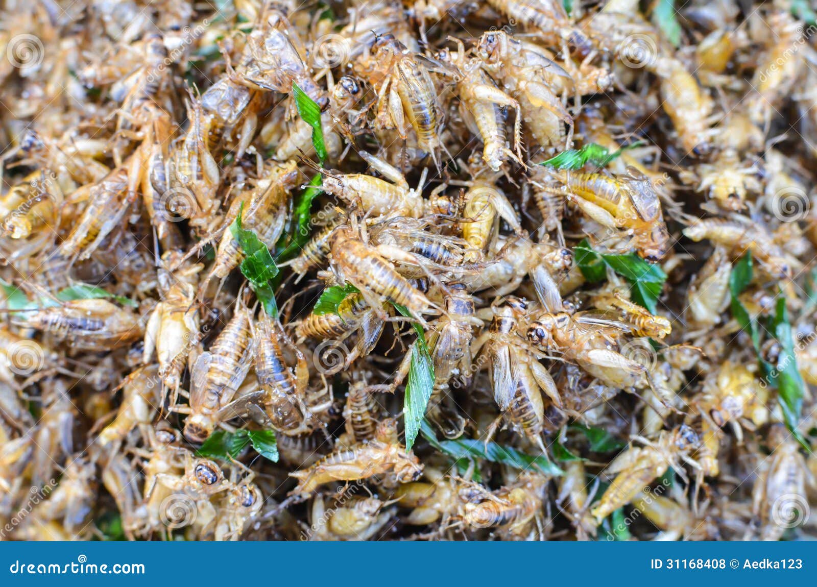 Fried crickets stock photo. Image of pepper, nutritious - 31168408