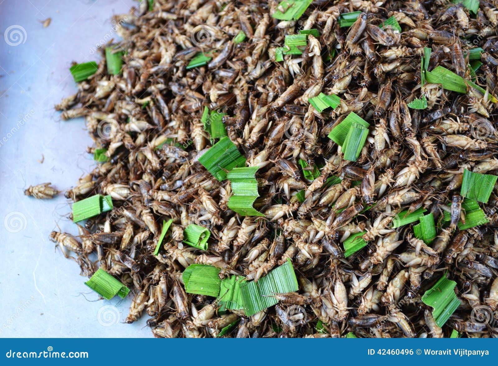 Fried crickets stock photo. Image of garlic, nutritious - 42460496