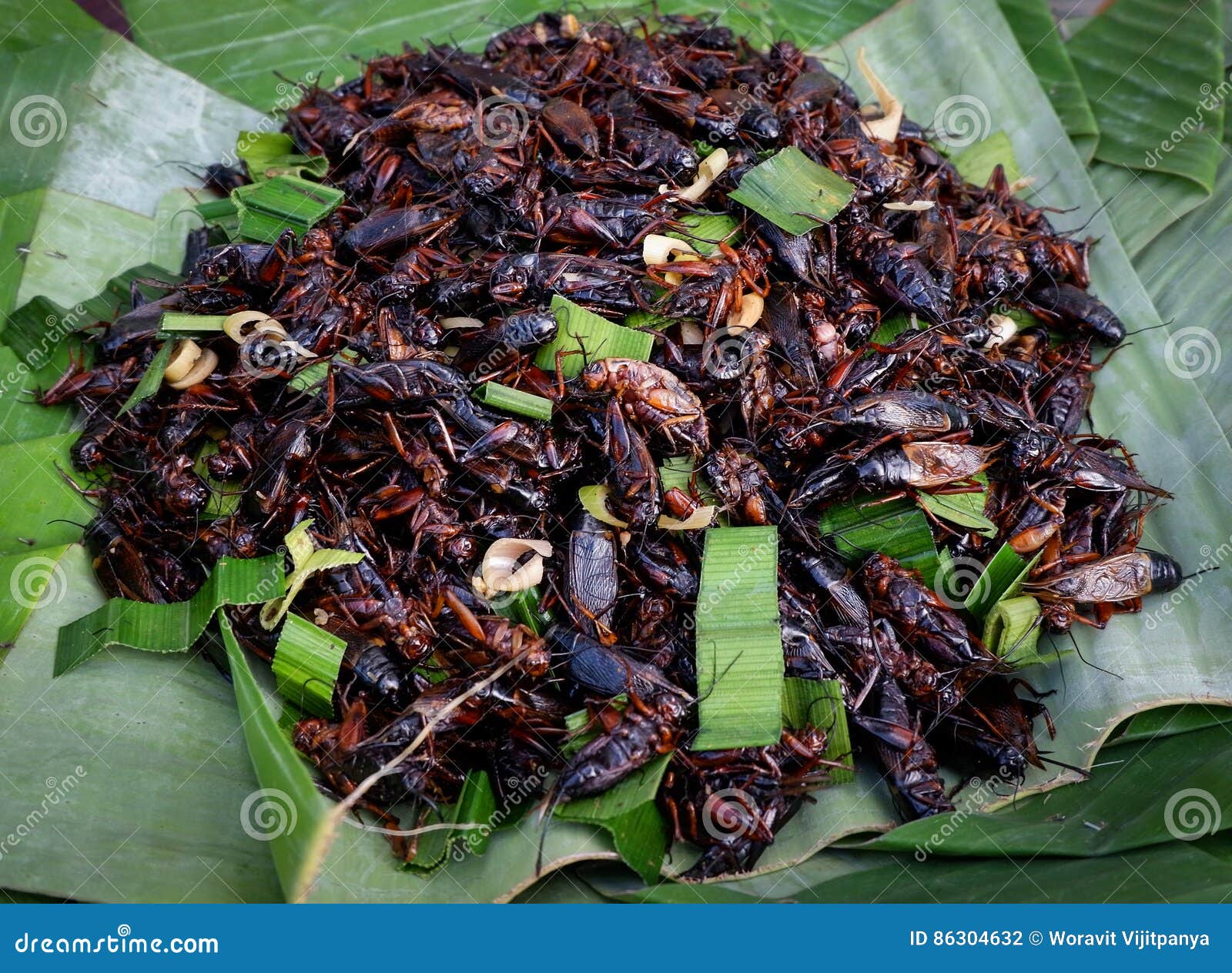 Fried crickets stock photo. Image of prepared, nutritious - 86304632