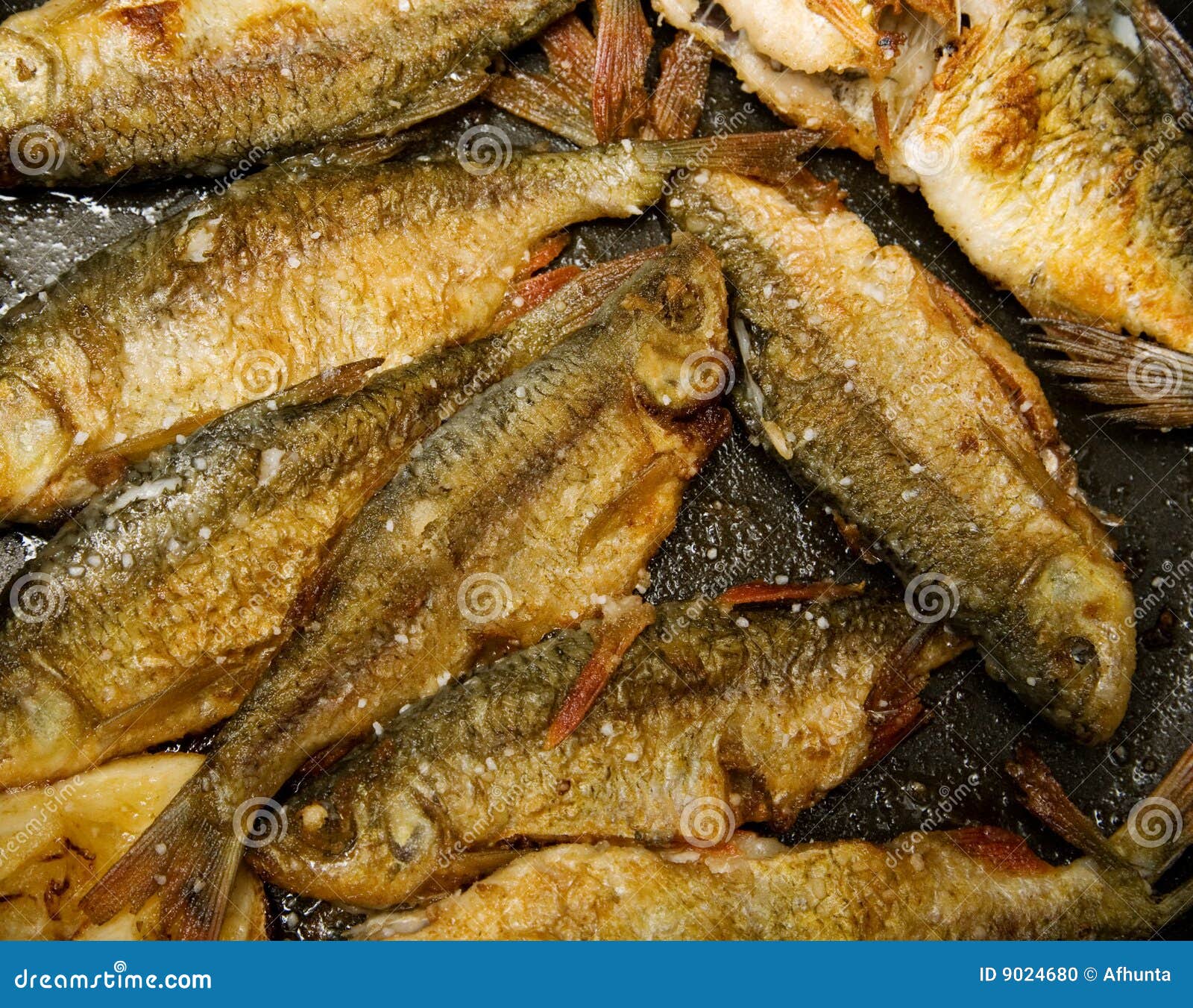 Gold Rudd Stock Photos - Free & Royalty-Free Stock Photos from Dreamstime