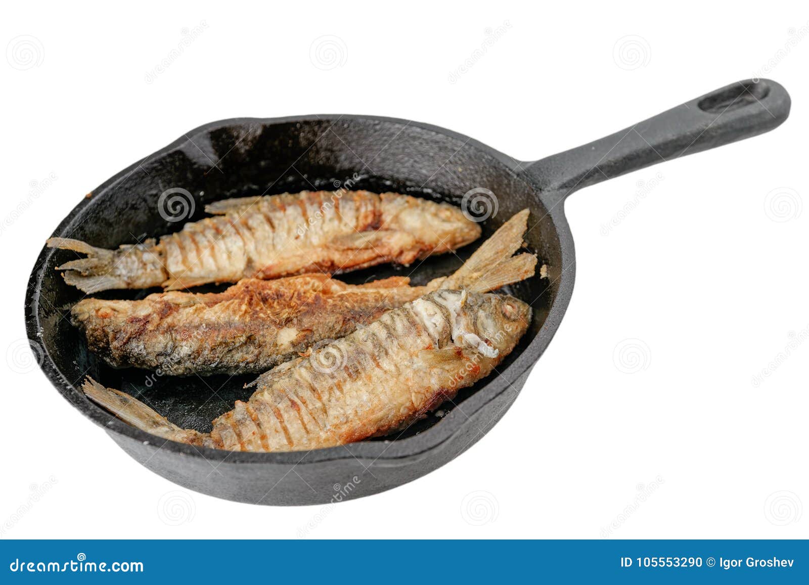 Freshwater fish roach stock photo. Image of fish, close - 105553290