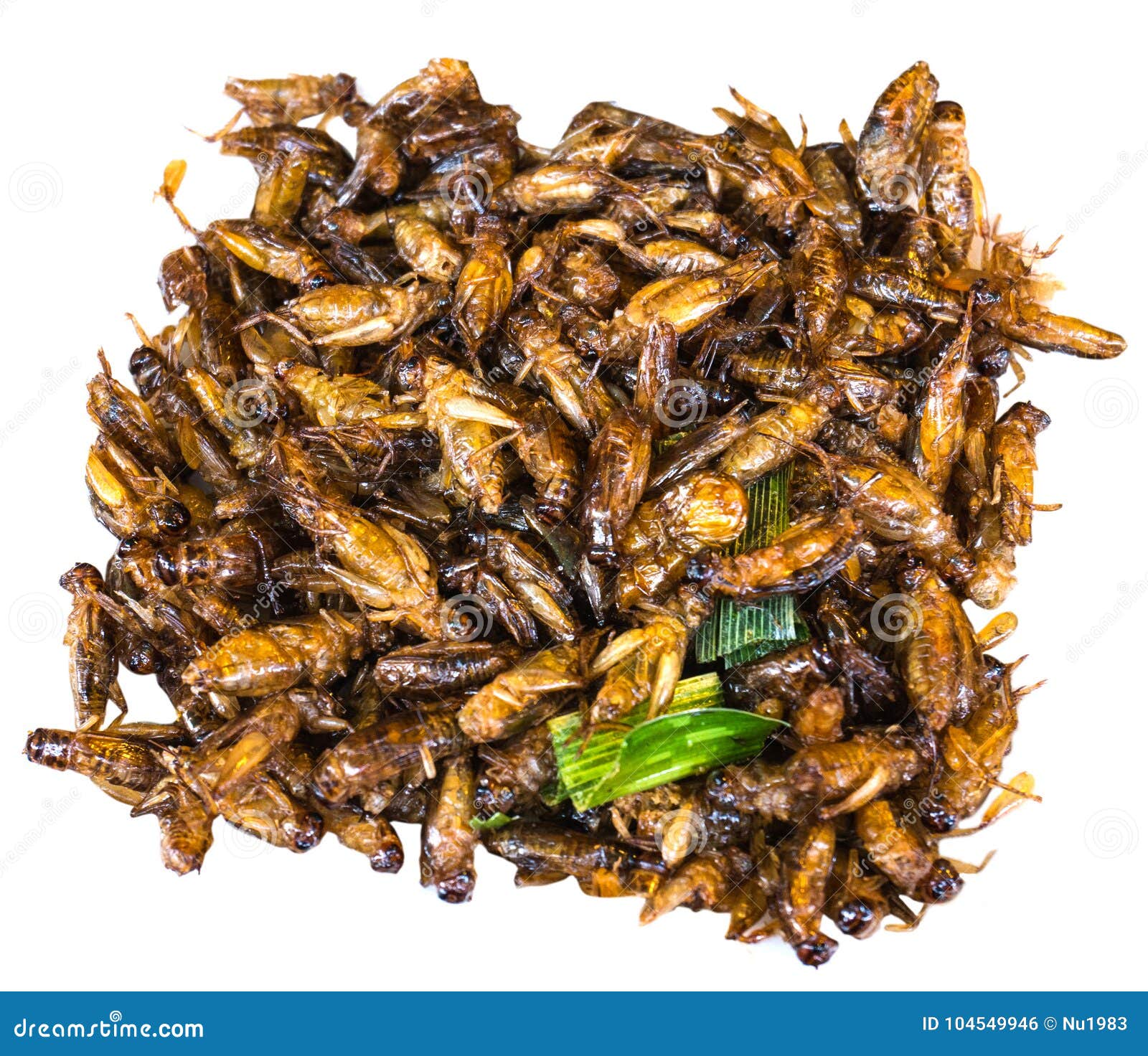 Grasshopper Insect Powder. Orthoptera Flour For Insects Eating As Food ...