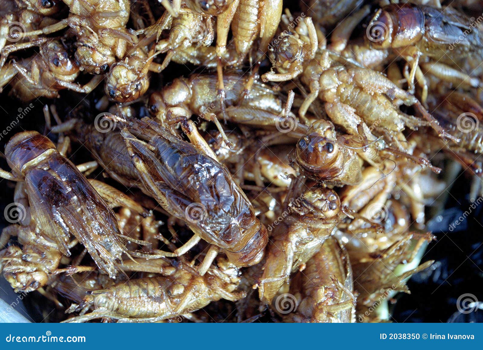 Fried grasshoppers stock photo. Image of grasshopper, khmer - 2038350