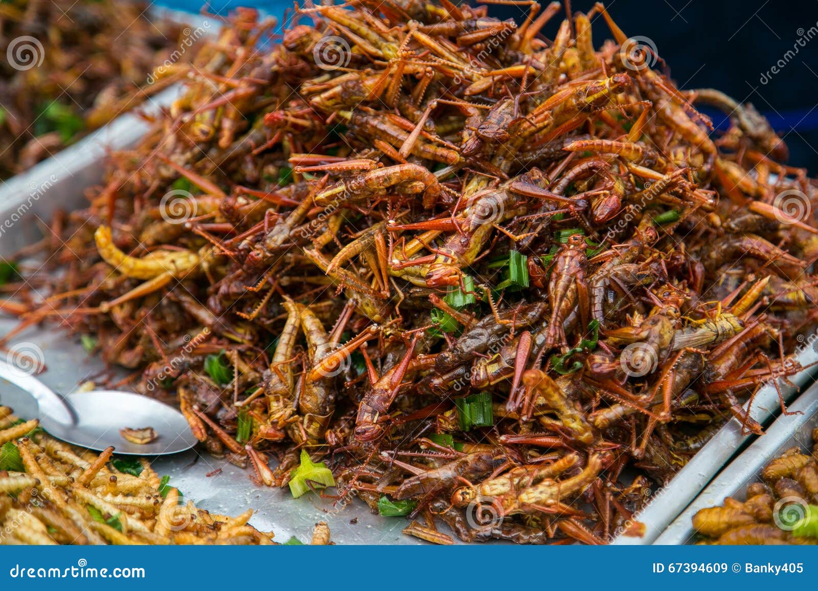 Fried grasshoppers stock image. Image of cook, bait, earthworm - 67394609