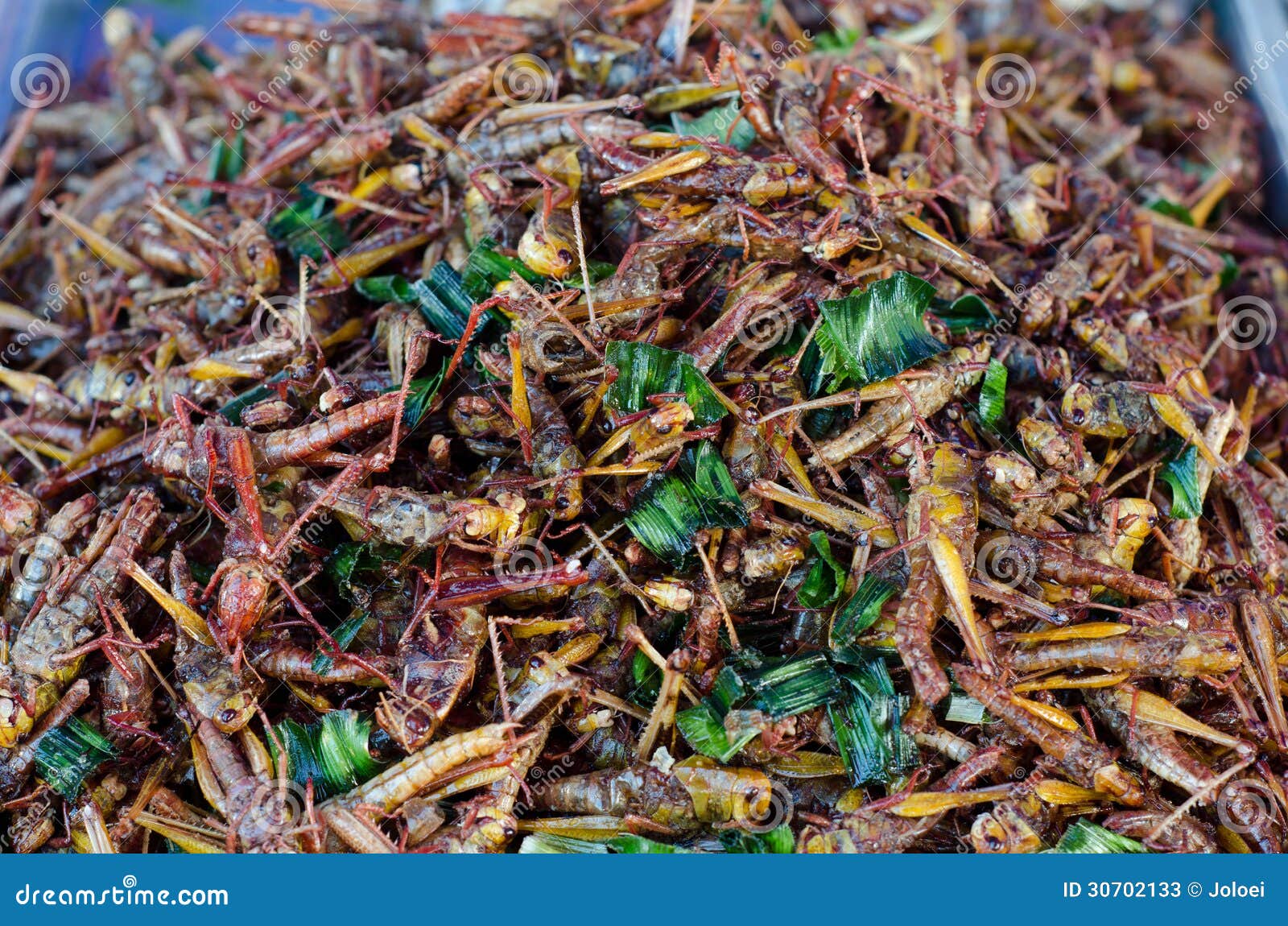 Fried grasshoppers stock image. Image of cockroach, insect - 30702133