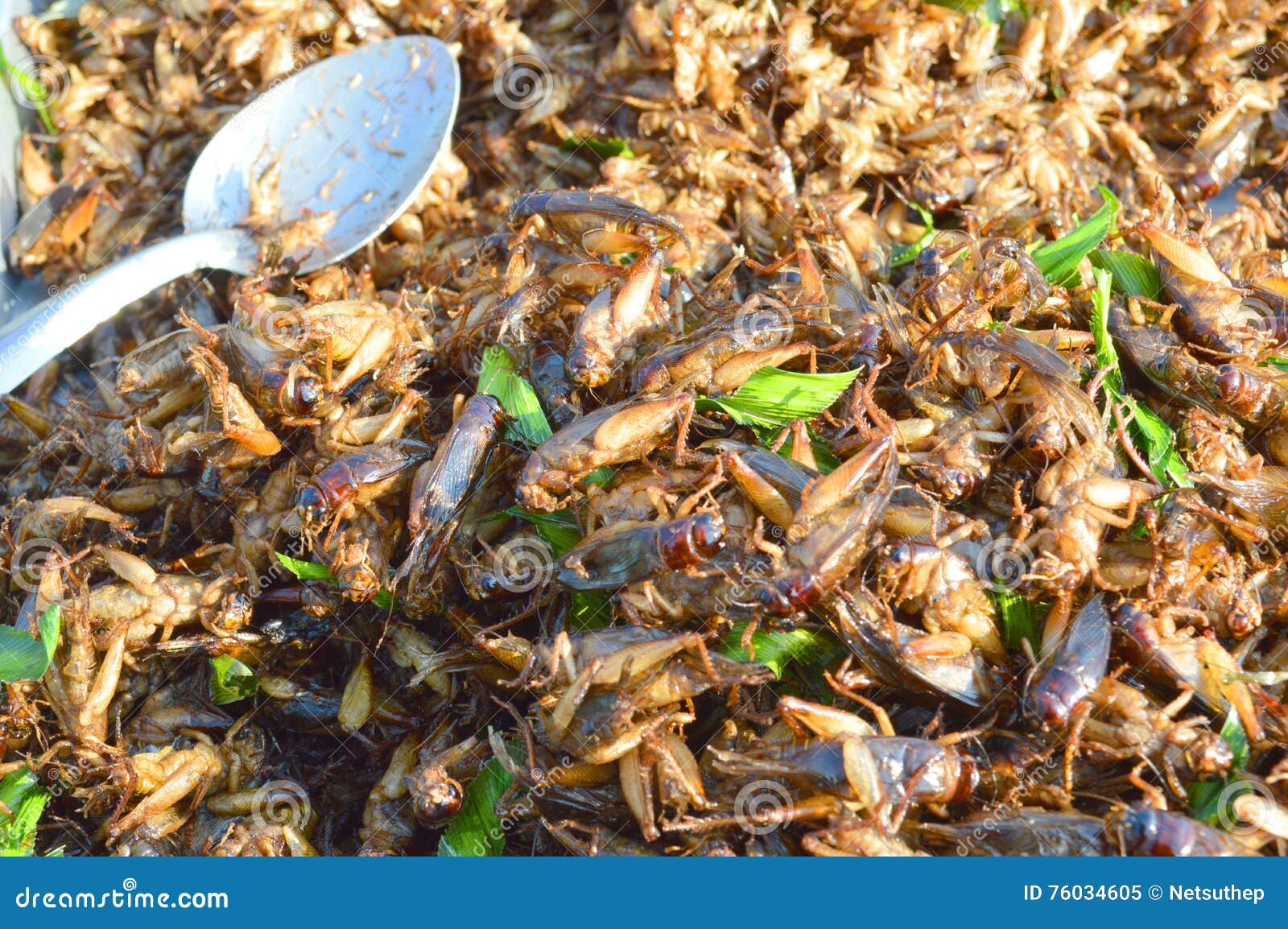 Fried Gryllidae crickets stock image. Image of cricket - 76034605