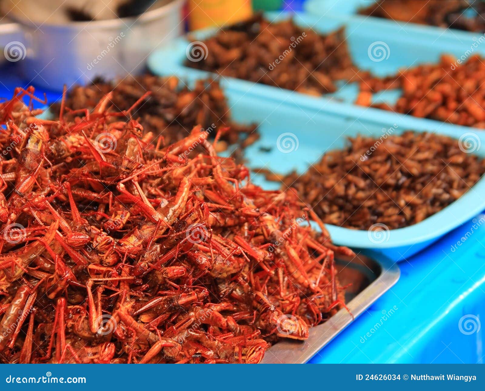 Fried insects stock photo. Image of asian, cook, market - 24626034