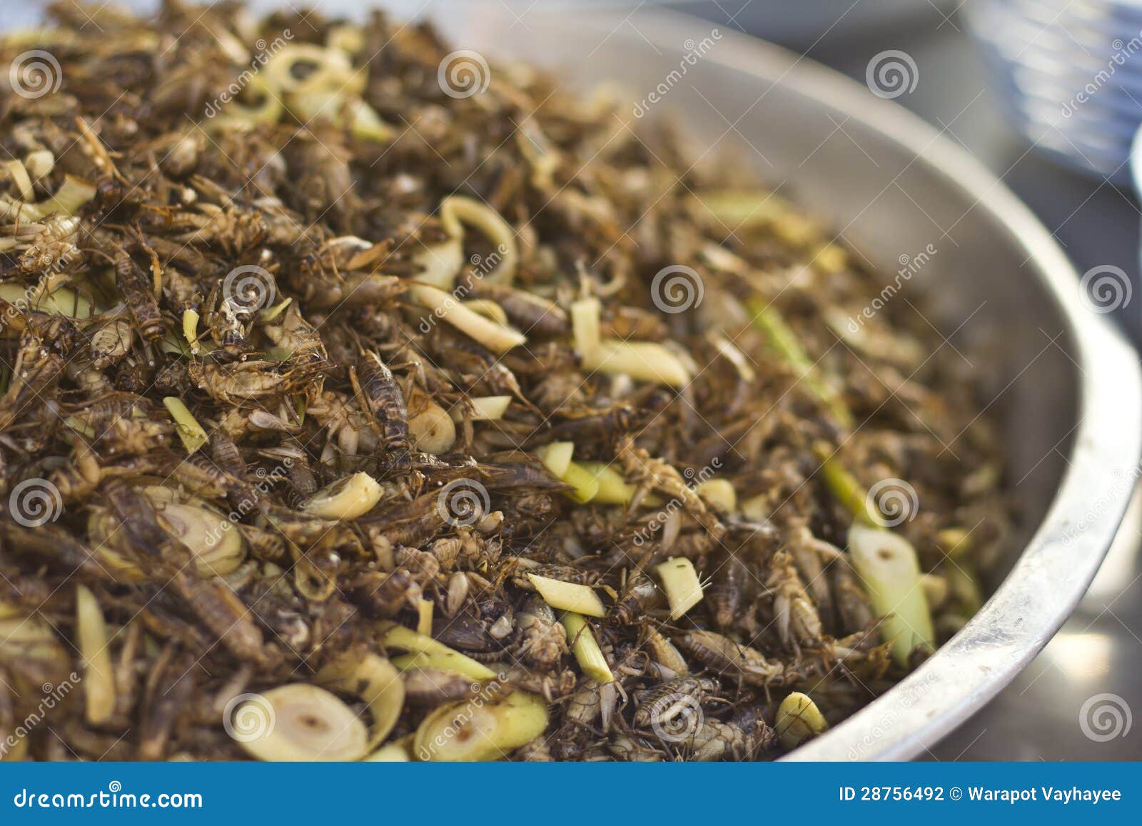 Fried insects stock photo. Image of romeritos, food, insects - 28756492