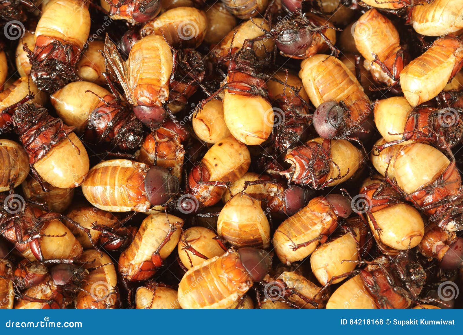 Fried insects stock photo. Image of leaf, green, exotic - 84218168