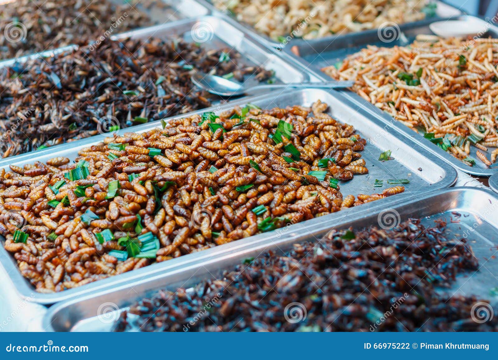 Fried insects stock photo. Image of asia, crunchy, insects - 66975222