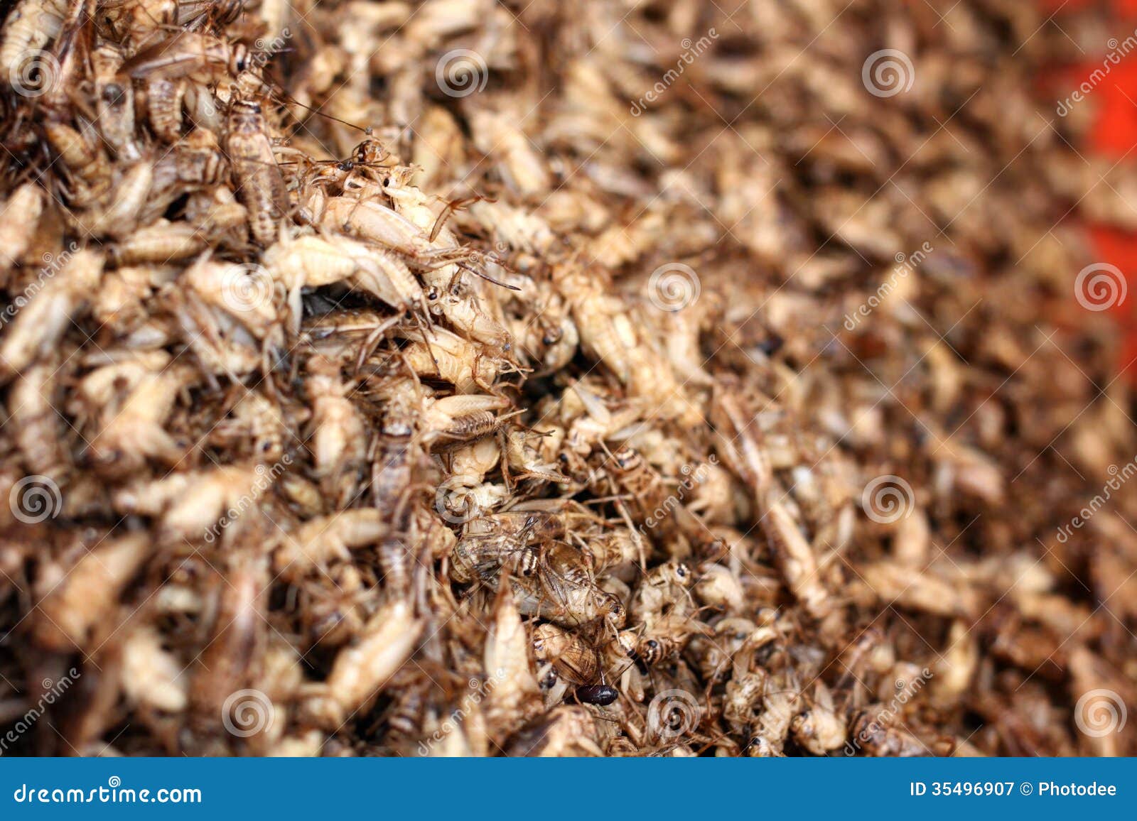 Fried insects. stock image. Image of biology, detail - 35496907