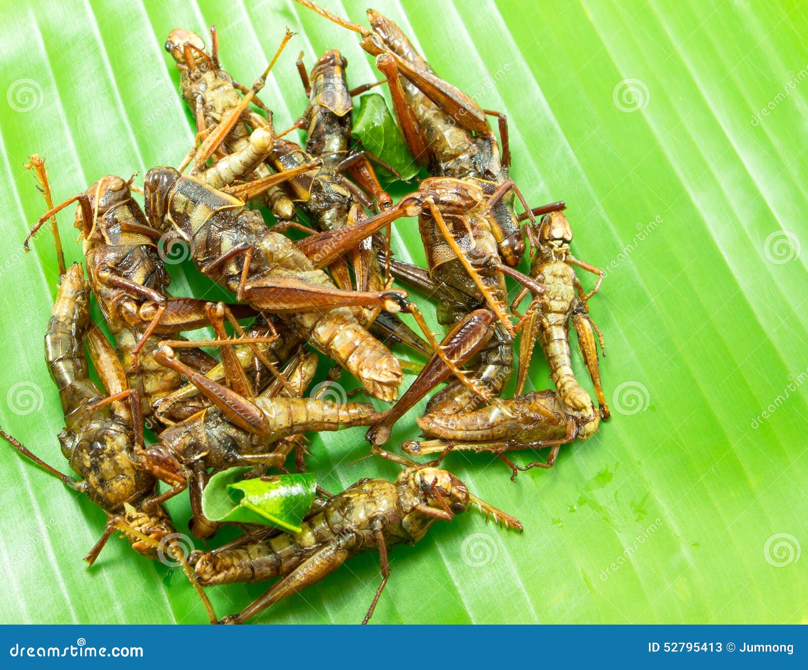 Fried Insects on Green Leaf Stock Image - Image of fried, food: 52795413