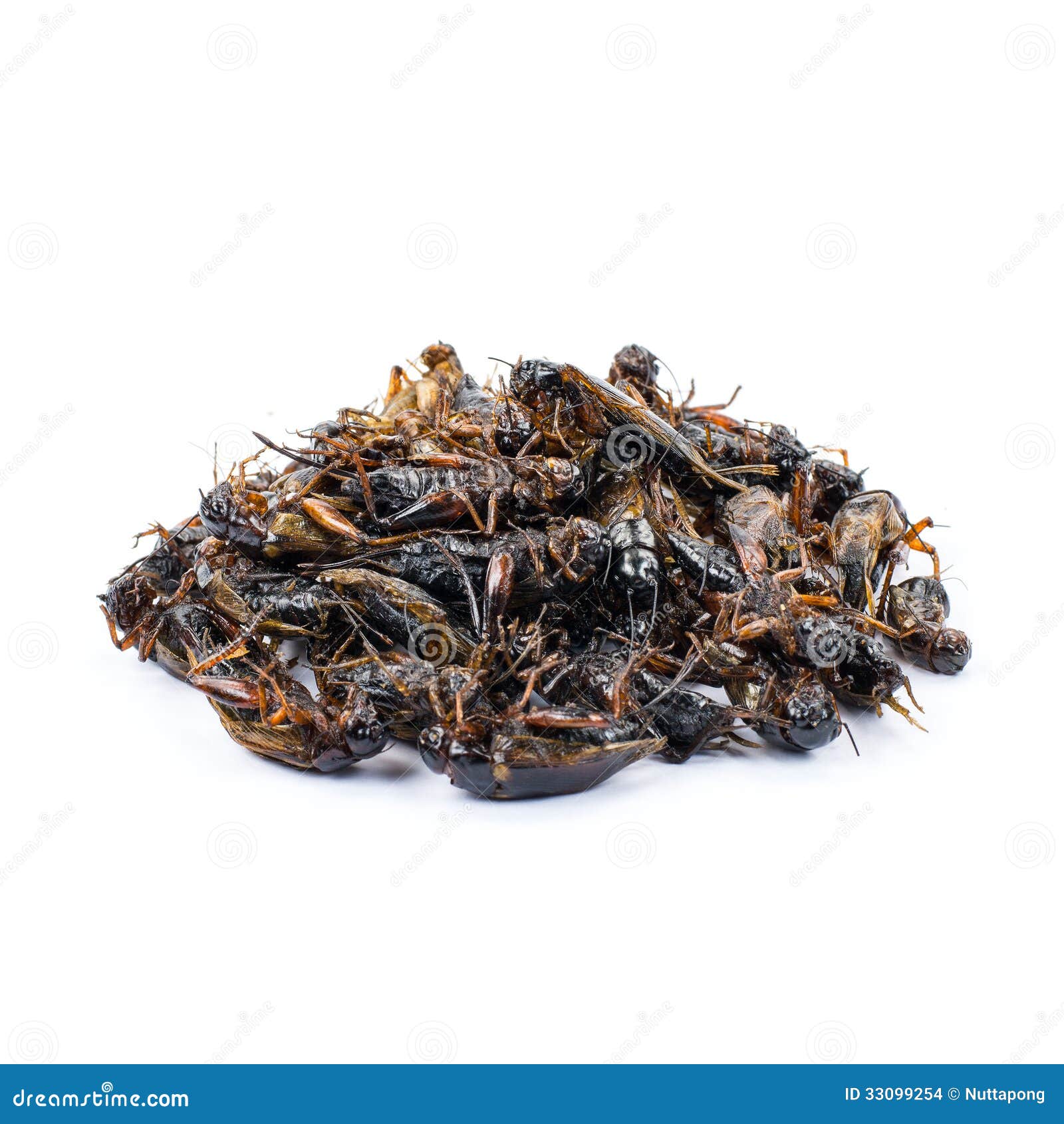 Fried insects stock photo. Image of closeup, asian, roast - 33099254