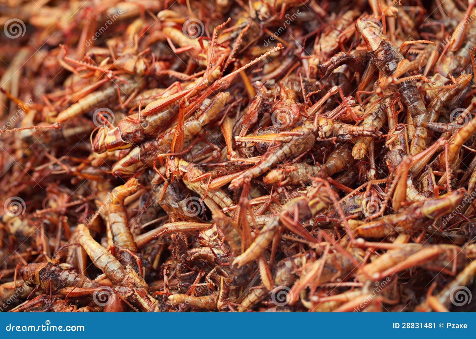 Fried Insects on the Market Stock Image - Image of background, dinner ...