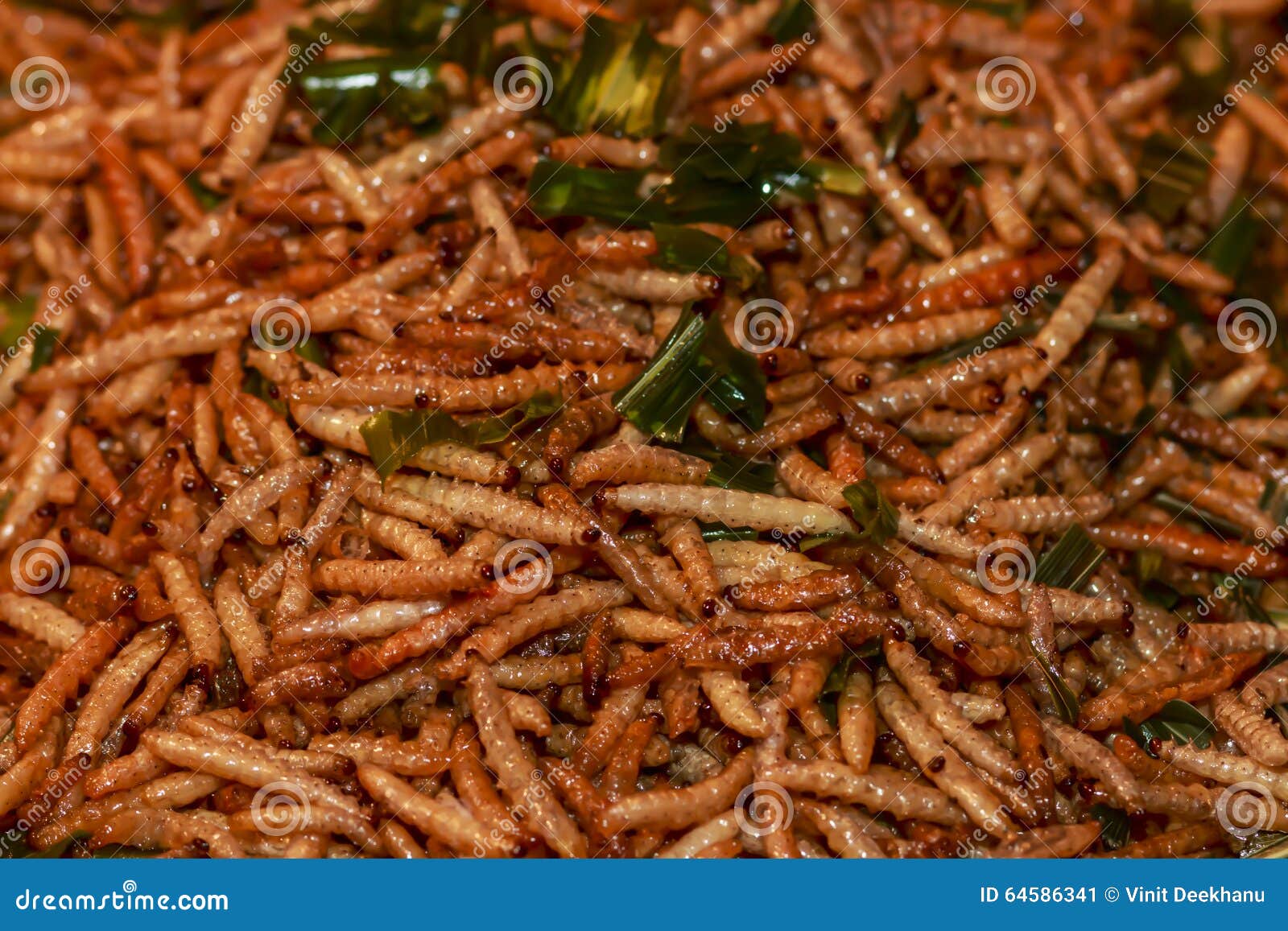 Fried insects stock image. Image of maggot, food, caterpillar - 64586341