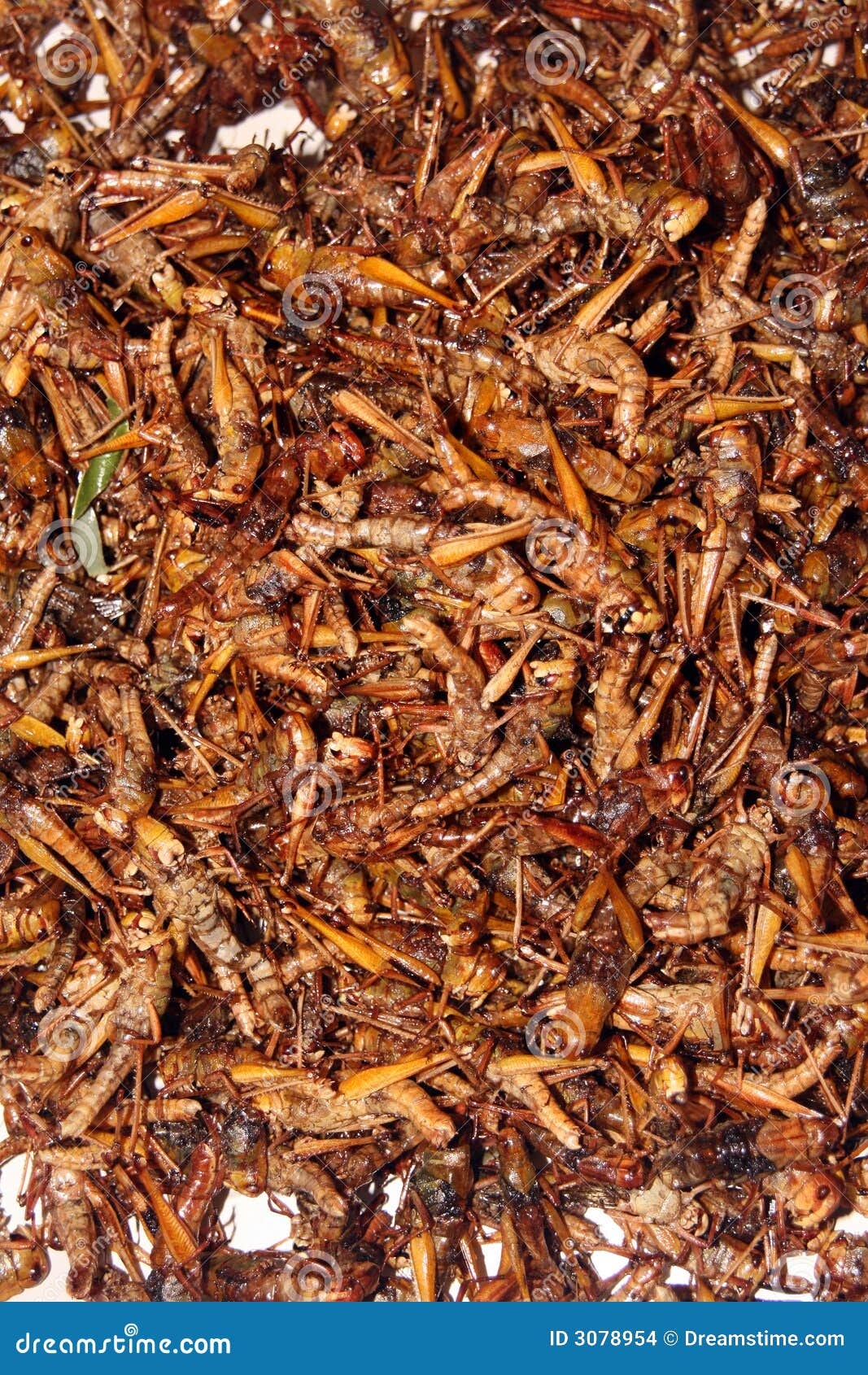 Fried locust 3 stock photo. Image of food, flavour, candy - 3078954