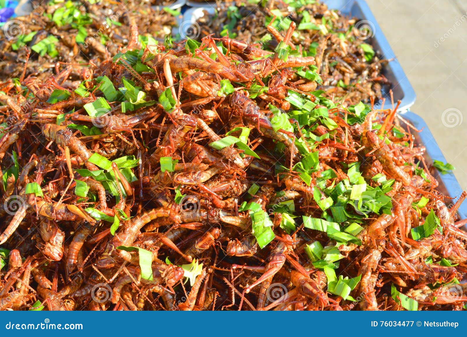 Fried Patanga grasshopper stock image. Image of appetizing - 76034477
