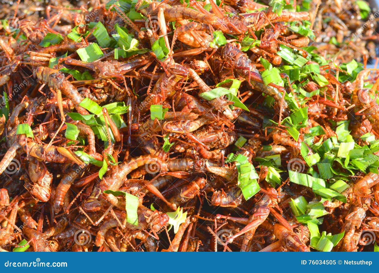 Fried Patanga grasshopper stock image. Image of gourmet - 76034505