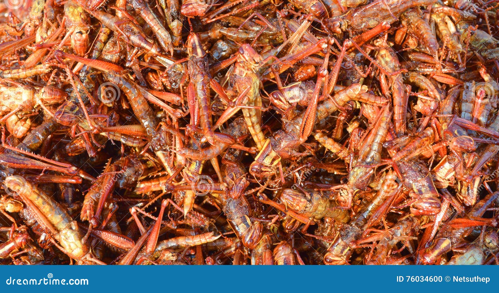 Fried Patanga Grasshopper Stock Image | CartoonDealer.com #76034485