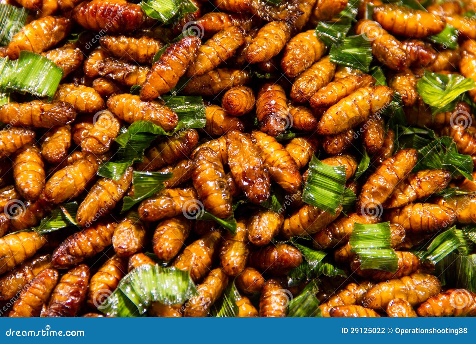 Fried silkworms stock photo. Image of caterpillar, macro - 29125022