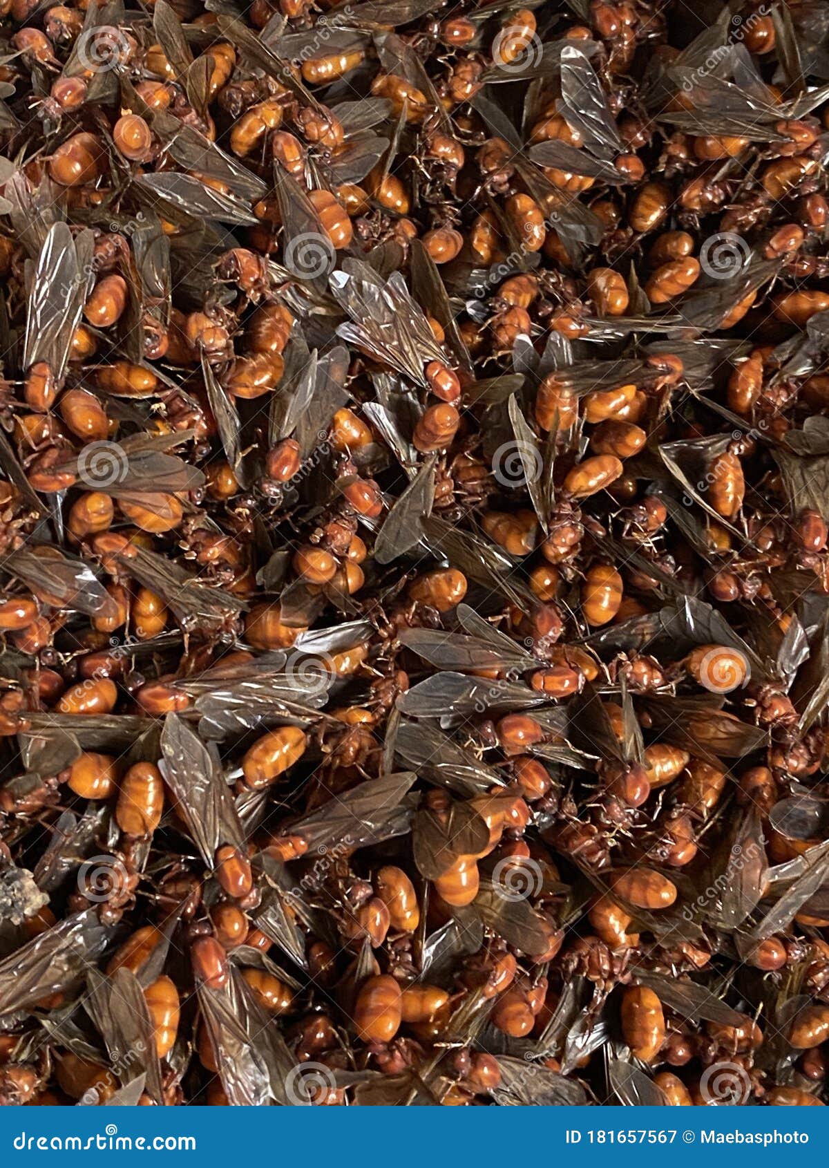 Ant queen stock image. Image of ready, queen, fried - 181657567