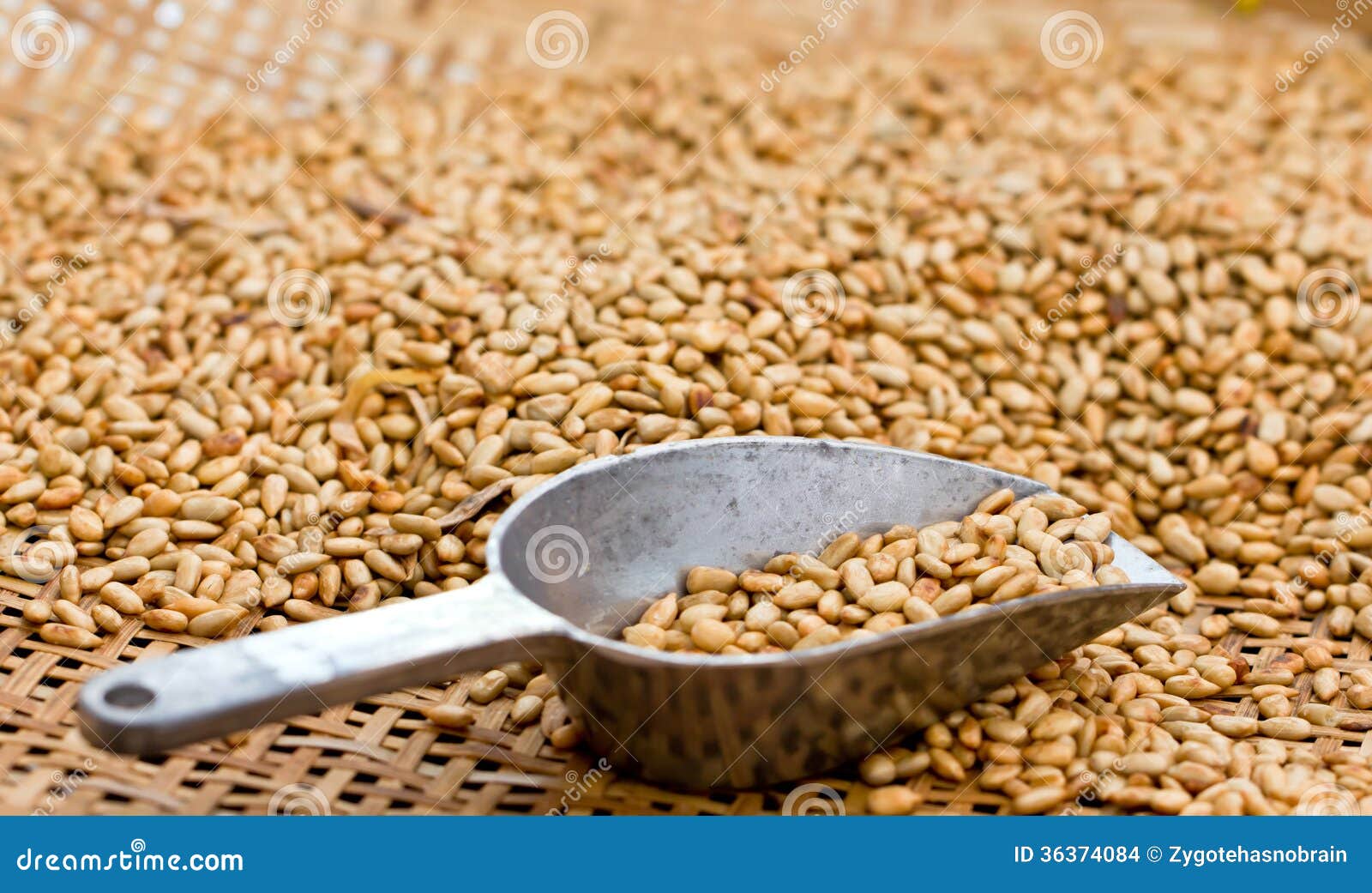 Fried Sunflower Seed. stock photo. Image of close, agriculture - 36374084