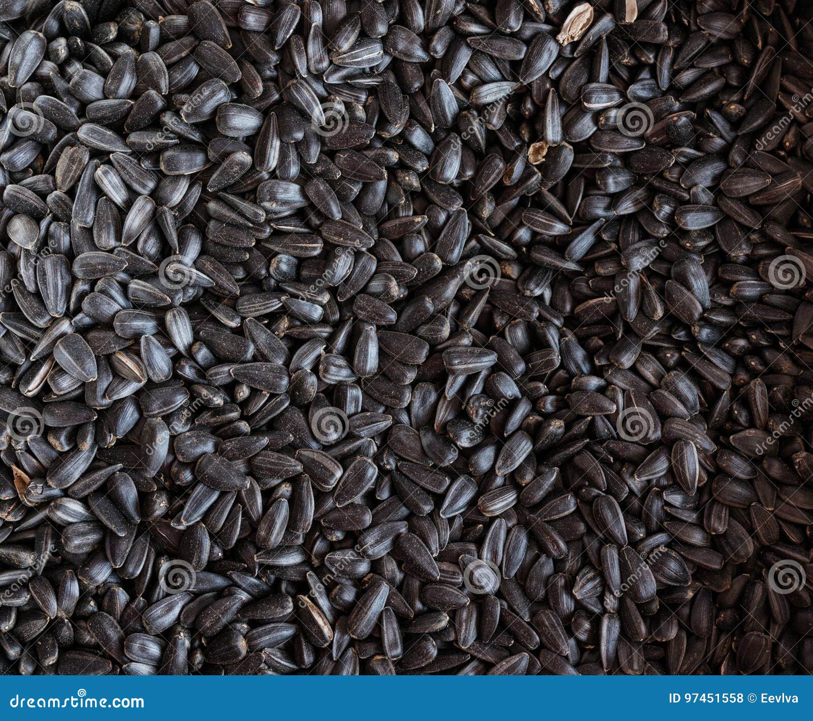 Fried sunflower seeds. stock photo. Image of salty, kernel - 97451558