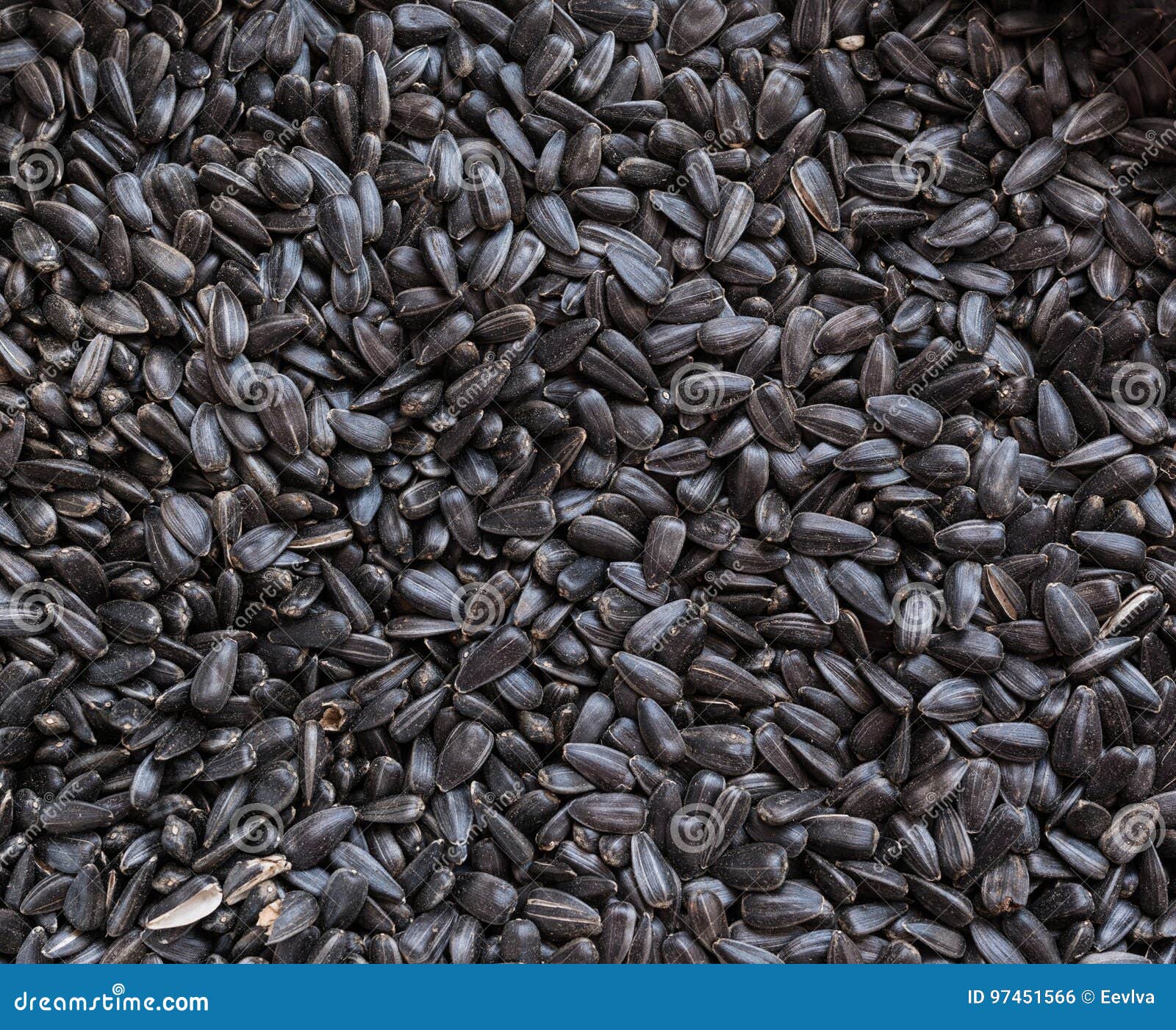 Fried sunflower seeds. stock photo. Image of grain, diet - 97451566