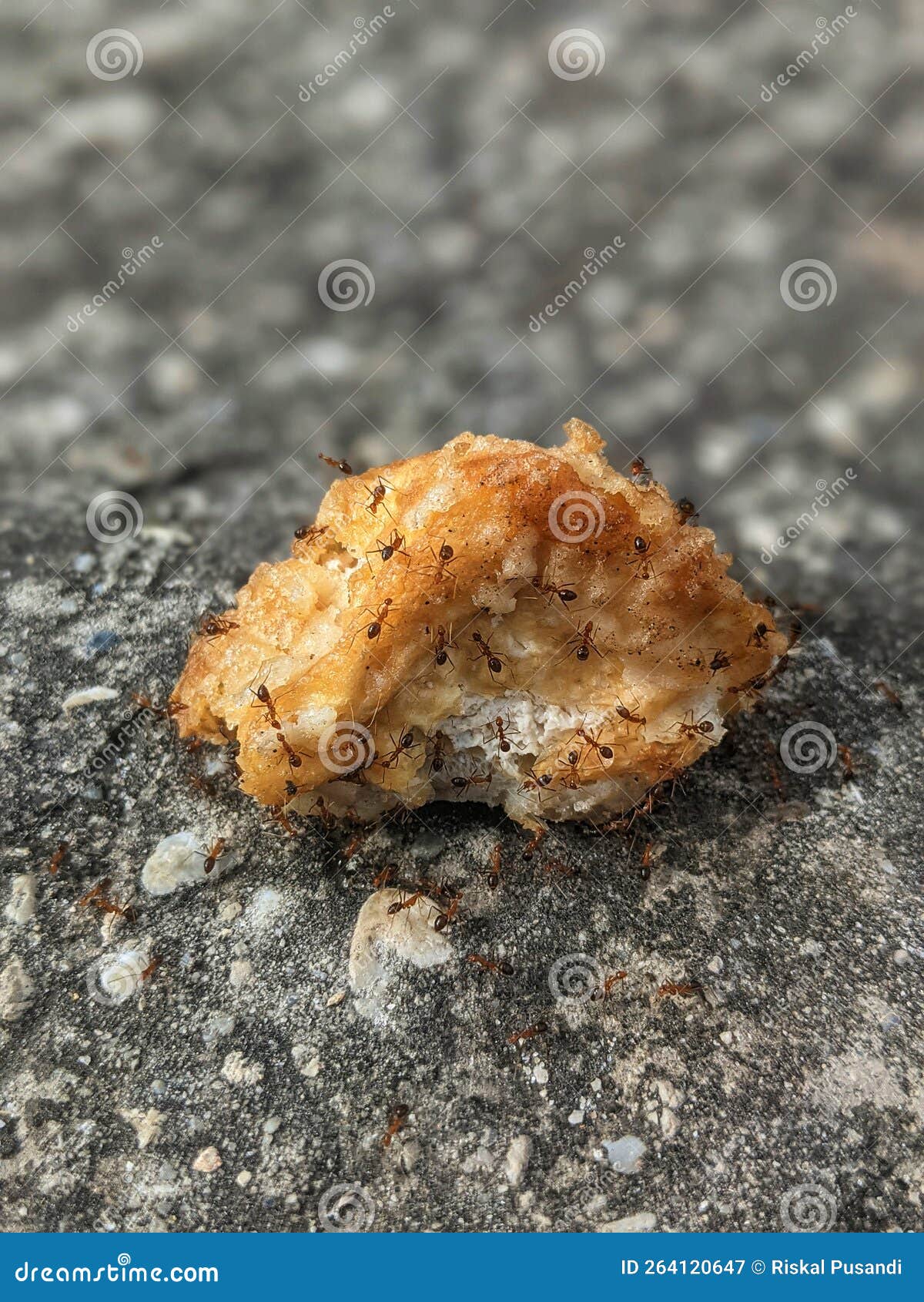 Fried Tofu and Ants on the Street Stock Image - Image of fried, tofu ...