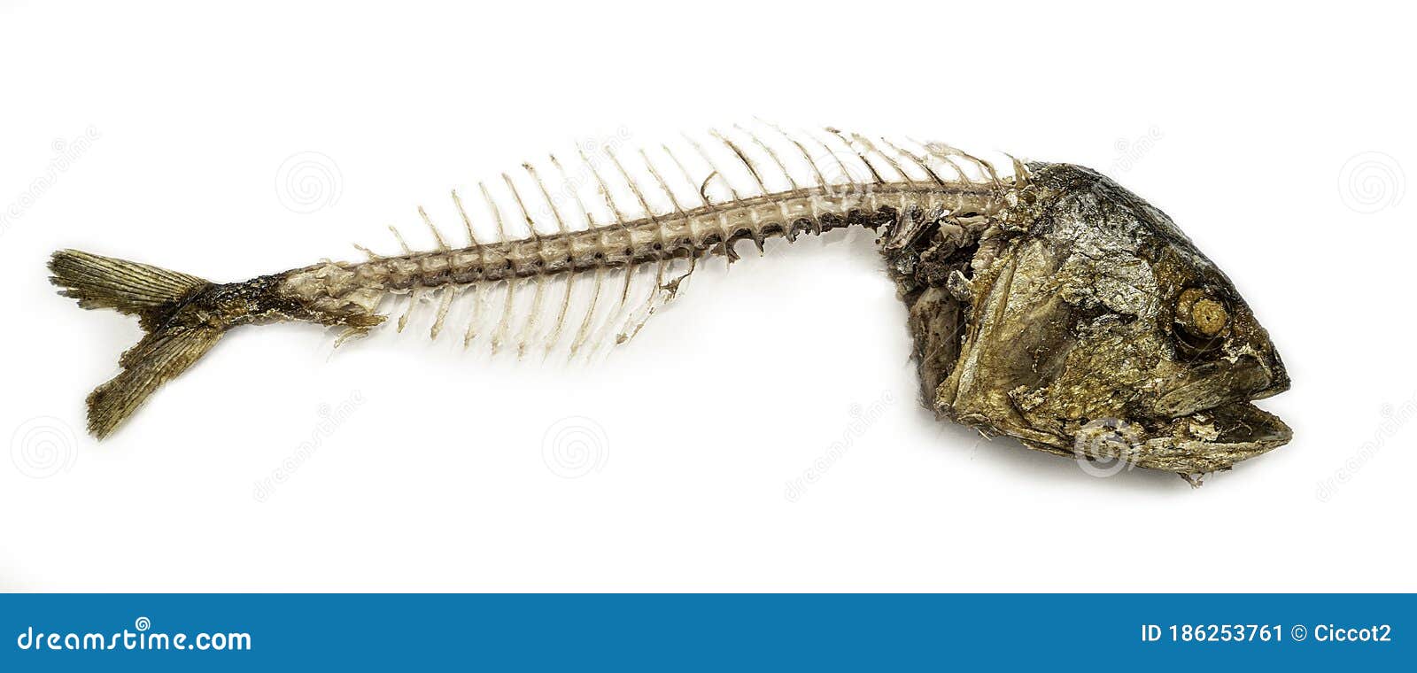 Tuna Fish Skeleton Anatomy