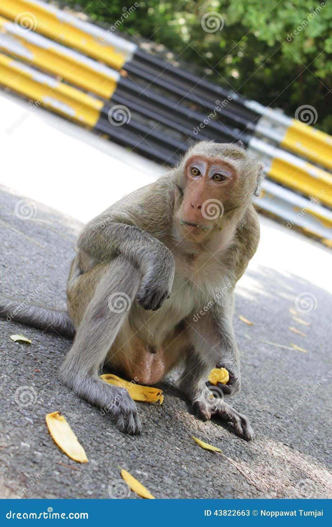 One Monkey in Thailand Eats Banana Stock Image - Image of nature ...