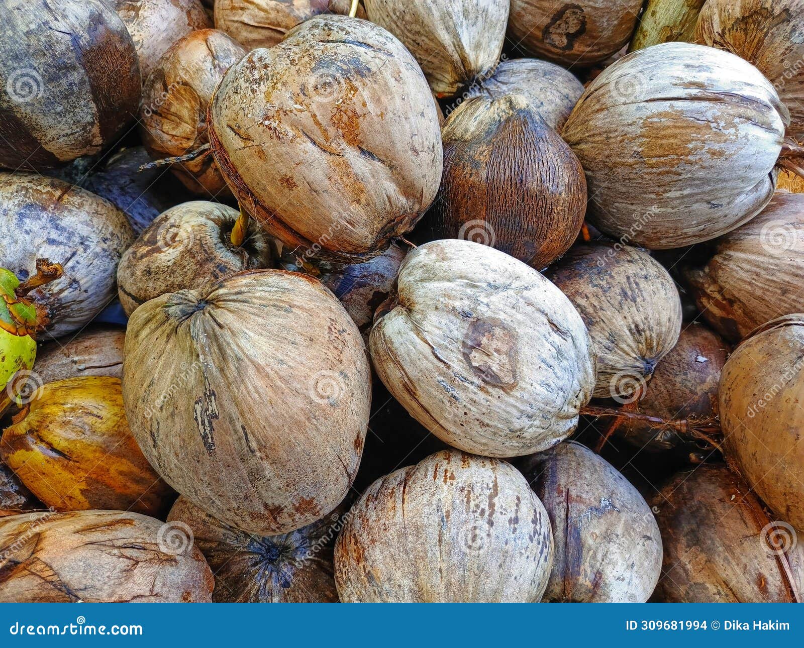 Friedrich coconuts fruit stock photo. Image of coconuts - 309681994