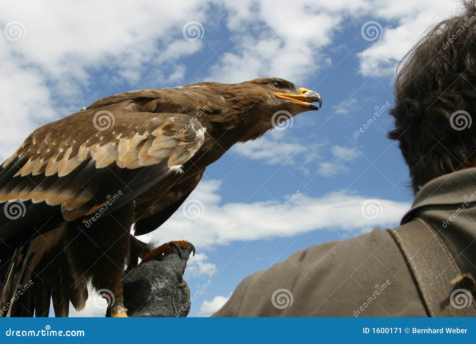 Young Bald Eagle Parent Stock Photos - Free & Royalty-Free Stock Photos ...