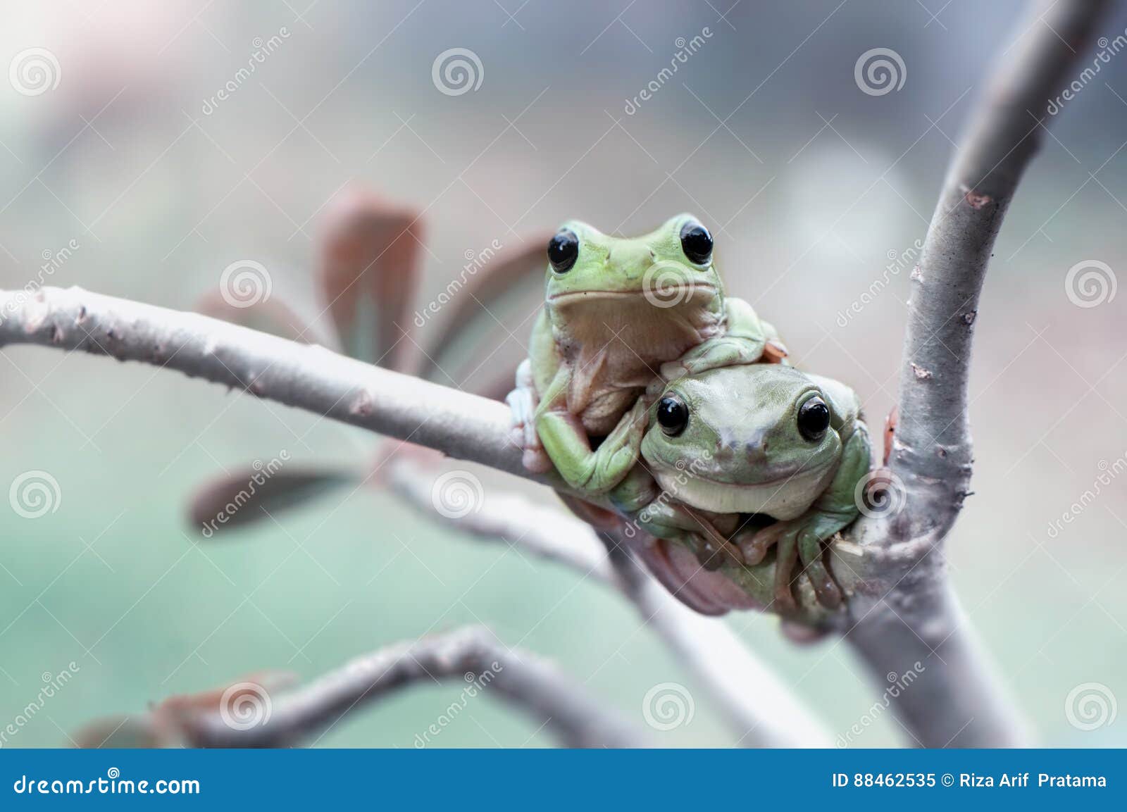 Frogs Duel Stock Photos - Free & Royalty-Free Stock Photos from Dreamstime