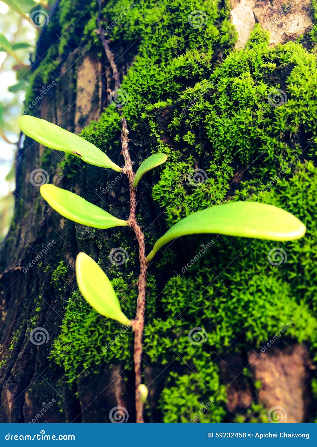 Friend of tree stock photo. Image of tree, leaf, friend - 59232458