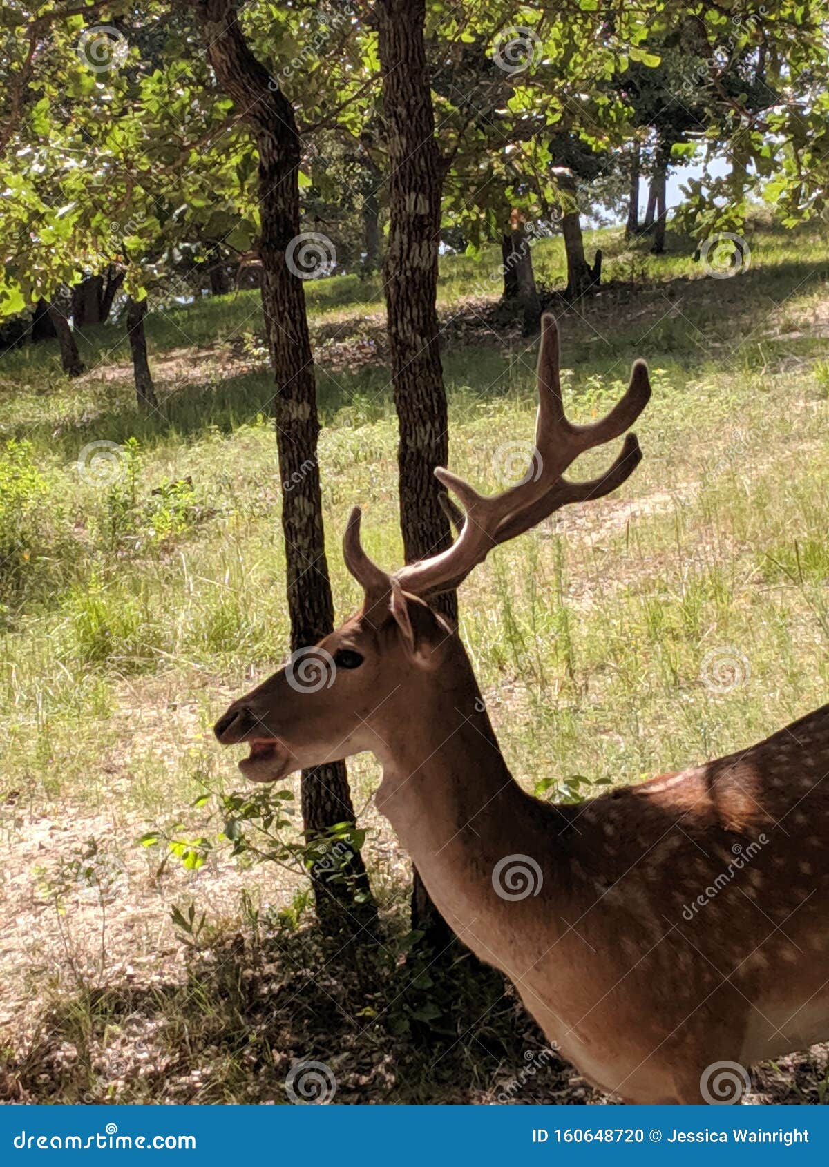The friendliest deer ever stock photo. Image of deer - 160648720