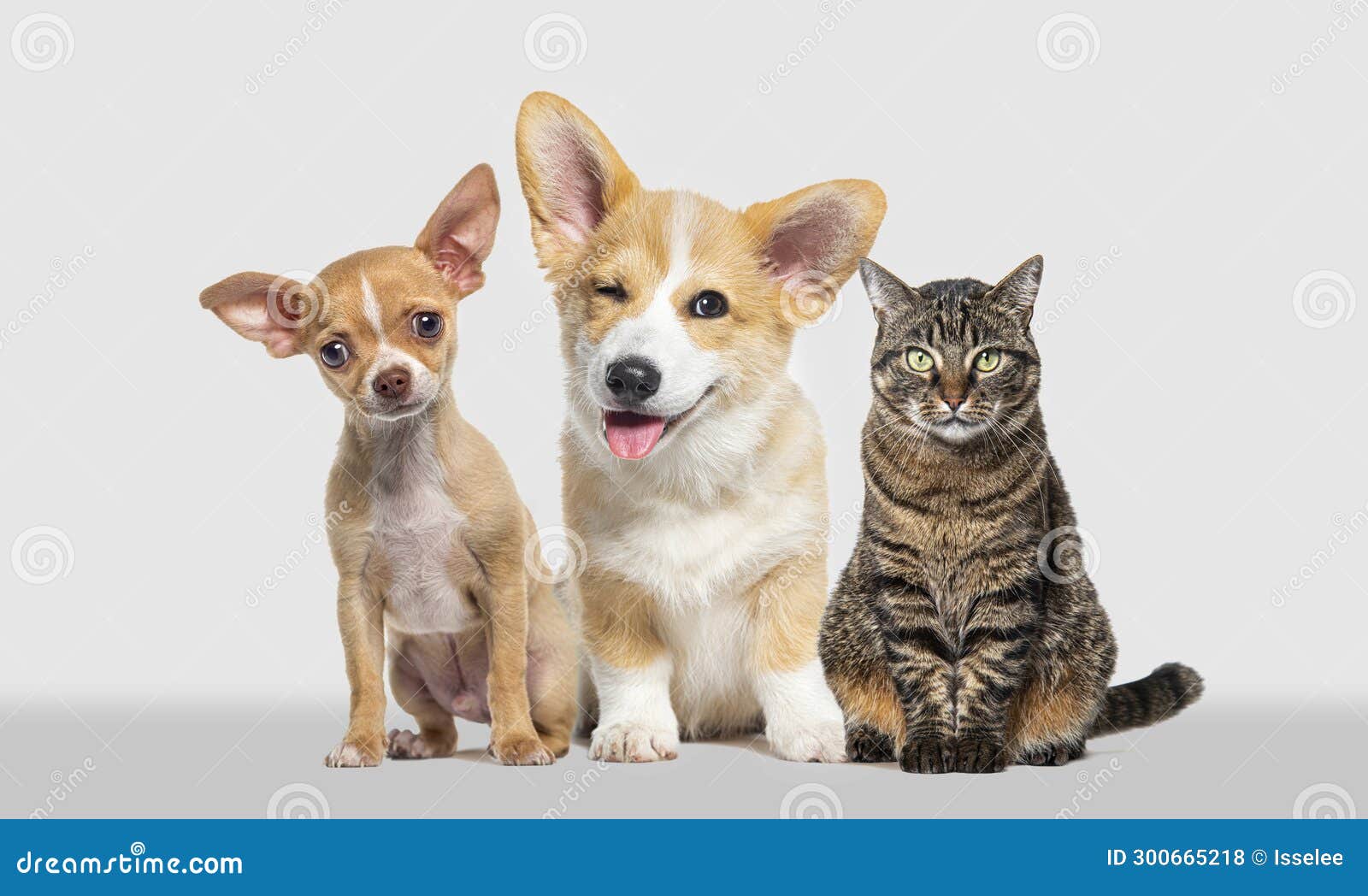 Friendly Alert Pets Together Side by Side in a Row Looking at the ...