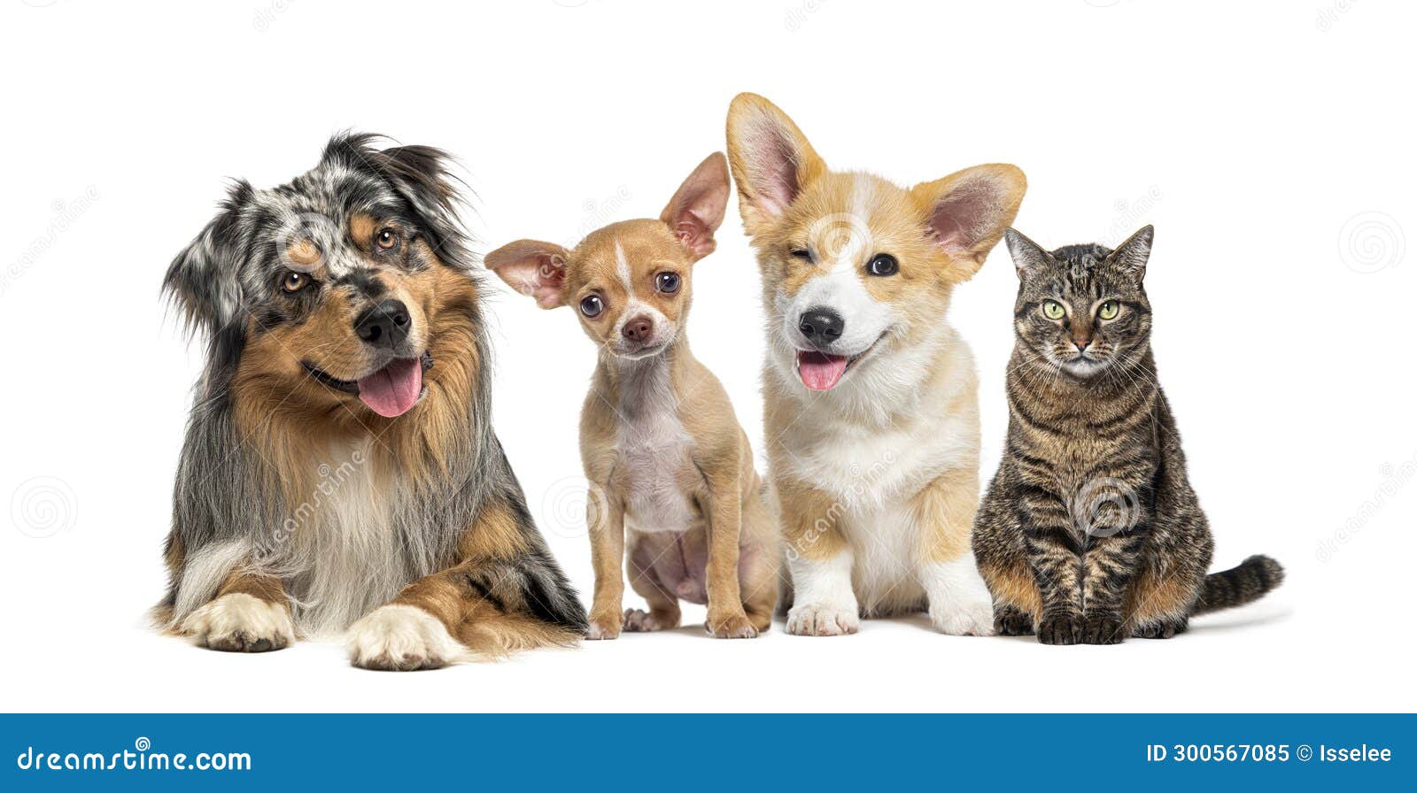 Friendly Alert Pets Together Side by Side in a Row Looking at the ...