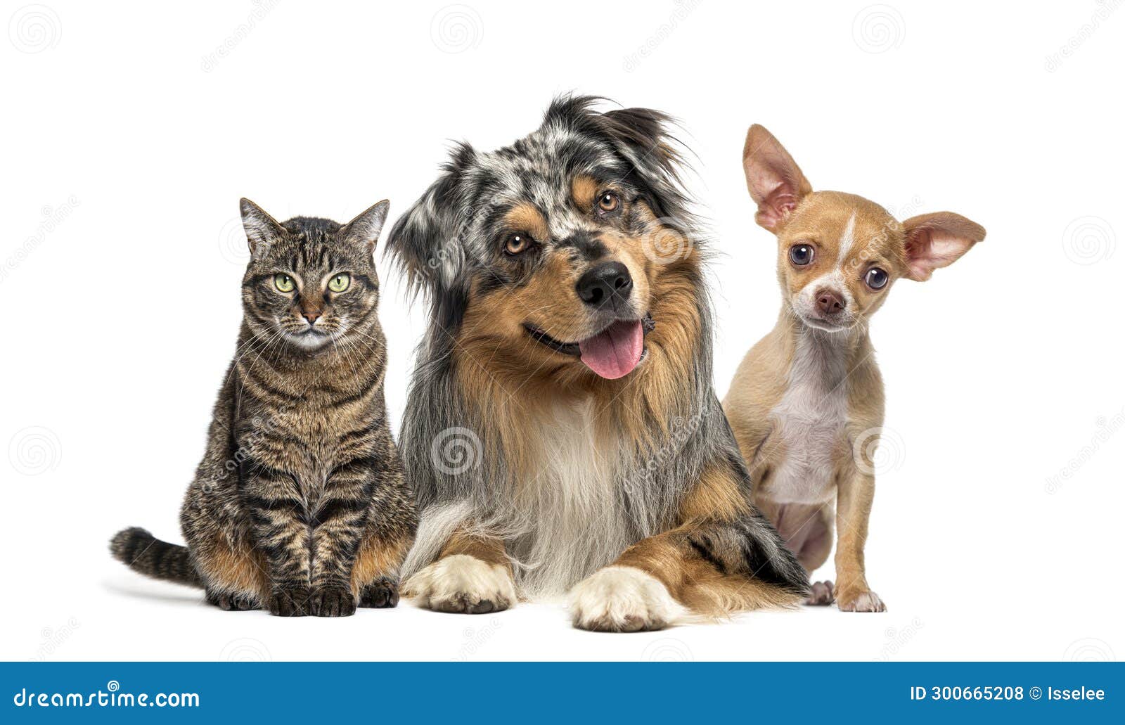 Friendly Alert Pets Together Side by Side in a Row Looking at the ...