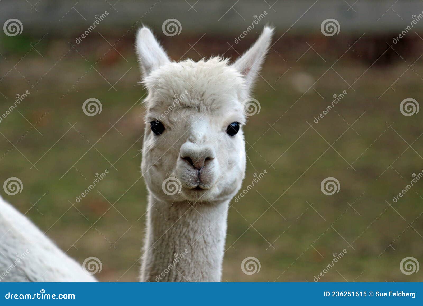 Friendly Alpaca on a Farm stock image. Image of animal - 236251615